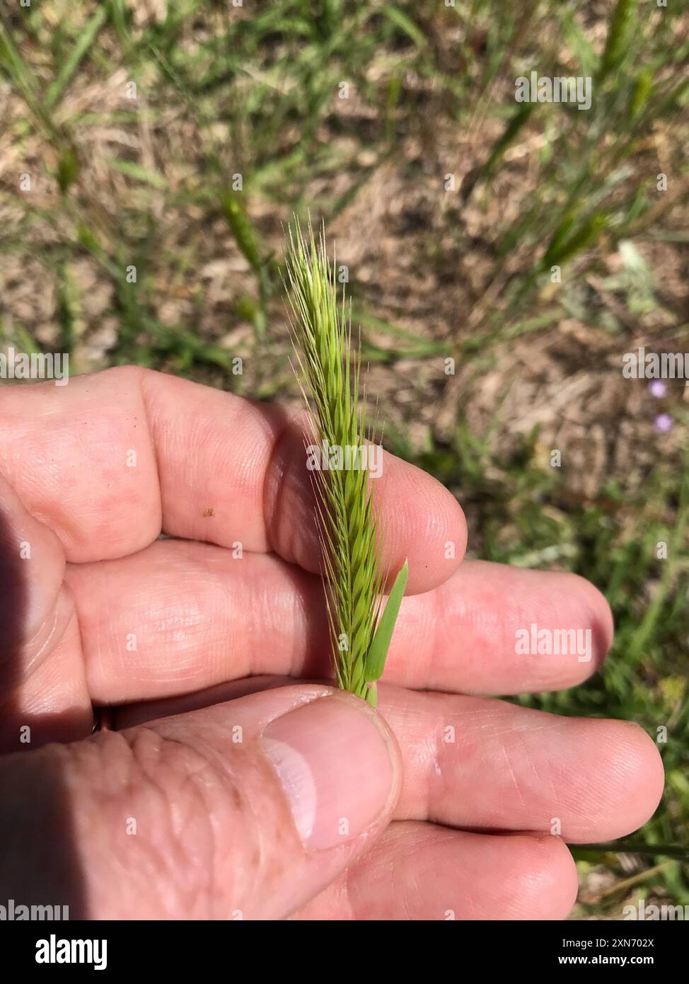 little barley (Hordeum pusillum) Plantae Stock Photo - Alamy