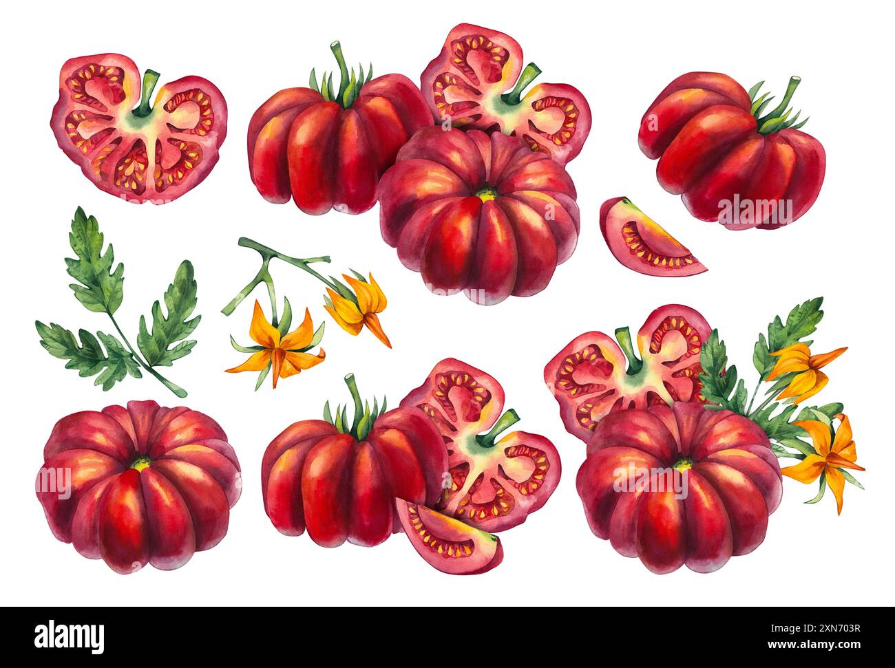 Watercolor tomato set. Tomato fruits, flowers and leaves isolated on ...