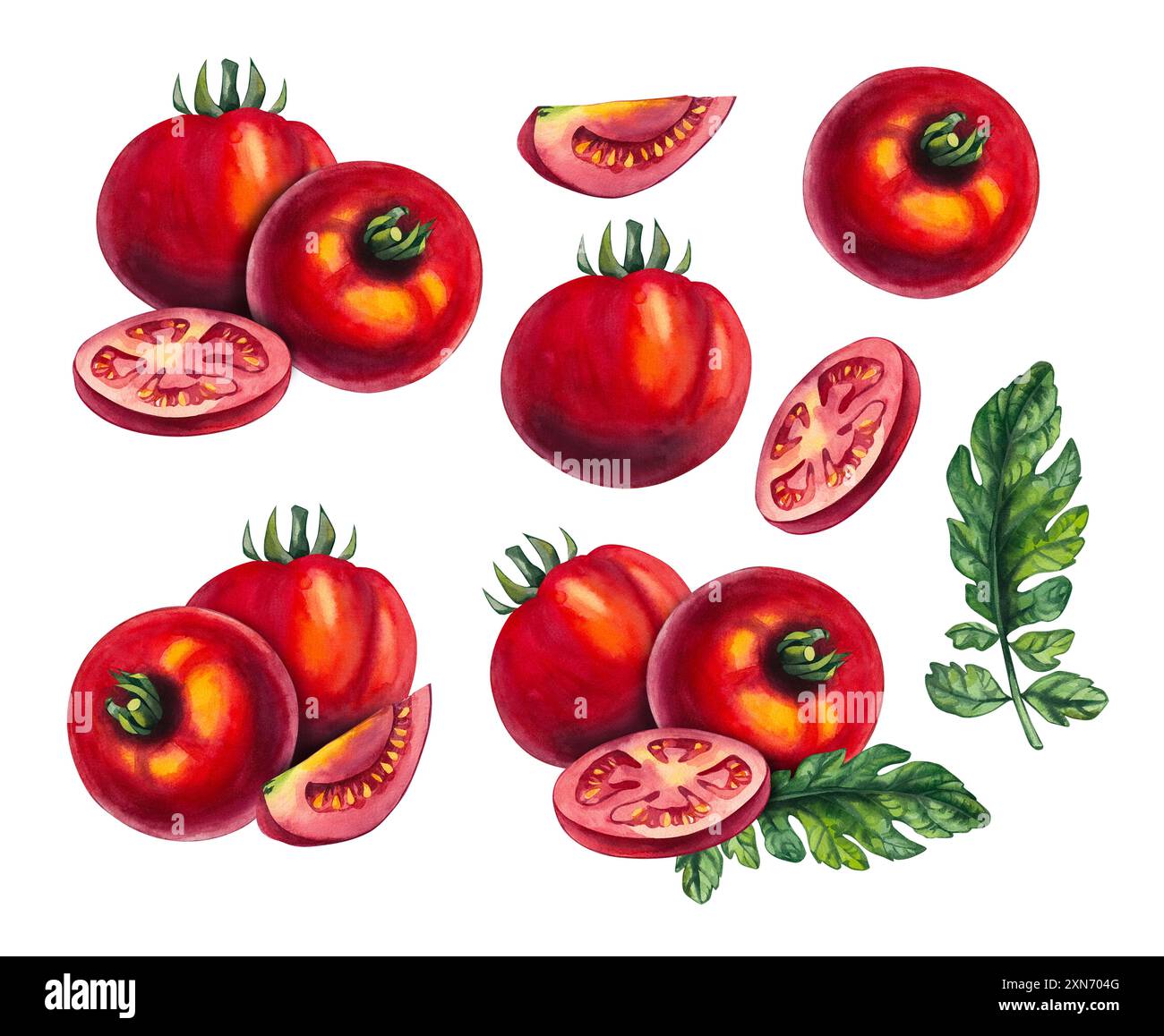 Watercolor tomato set. Tomato fruits, flowers and leaves isolated on ...