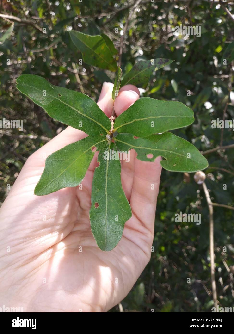 swamp laurel oak (Quercus laurifolia) Plantae Stock Photo - Alamy