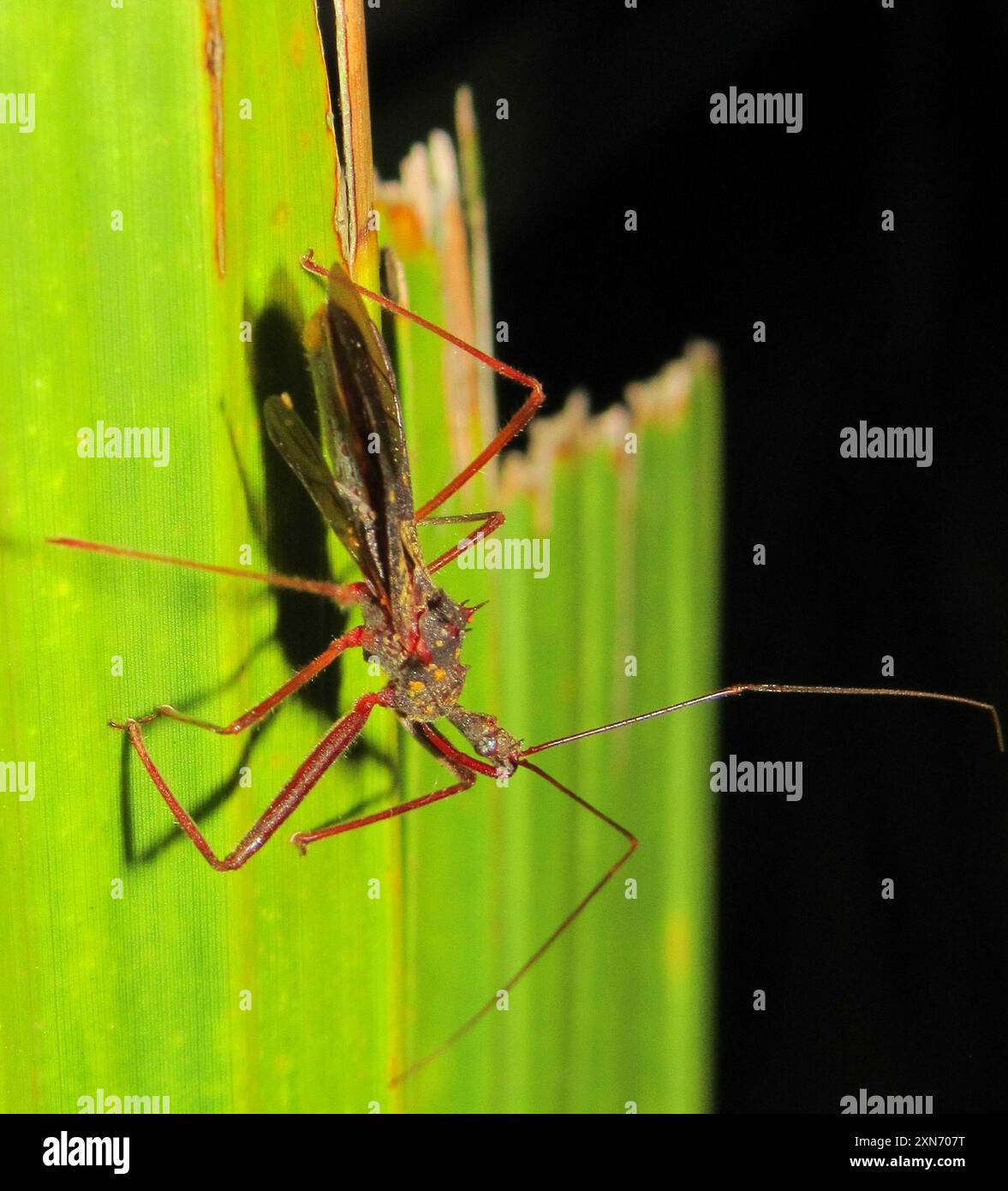 (Heza binotata) Insecta Stock Photo - Alamy