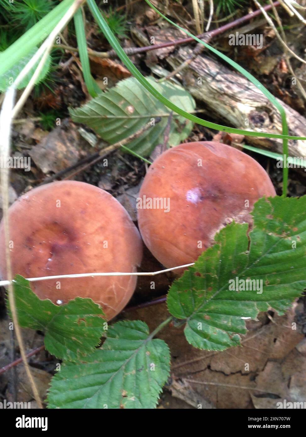 Weeping Milk Cap (Lactifluus volemus) Fungi Stock Photo - Alamy