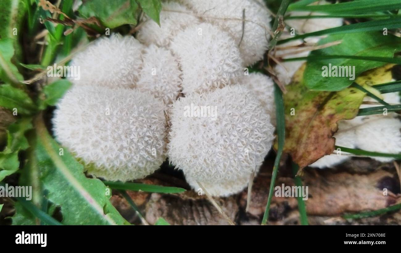 Curtis's Puffball (Lycoperdon curtisii) Fungi Stock Photo - Alamy