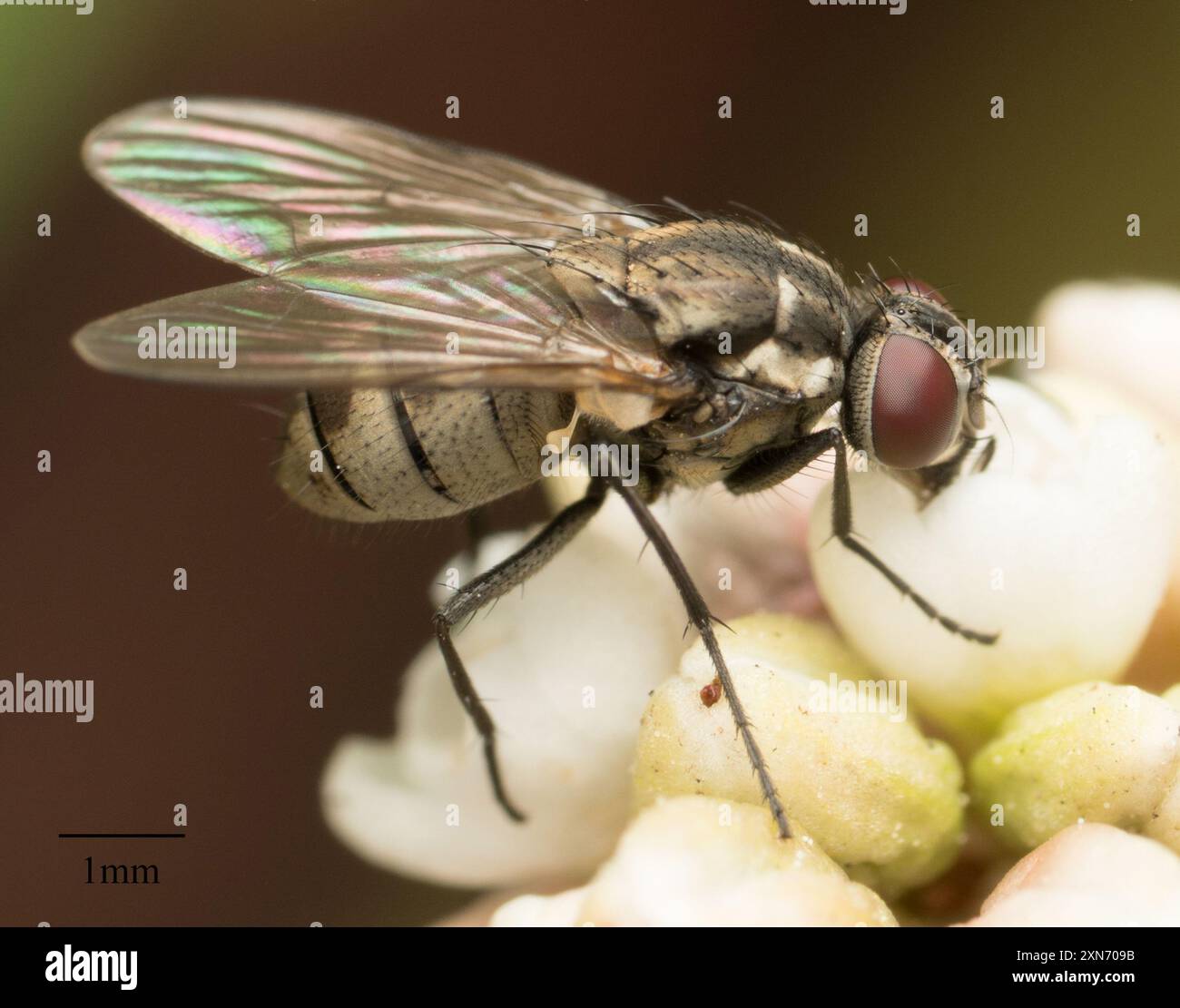 Muscoid Flies (Muscoidea) Insecta Stock Photo - Alamy