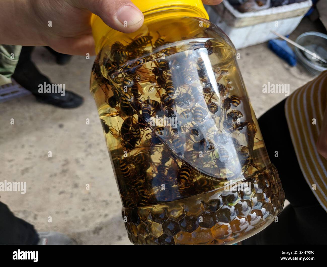 Hairy Yellow Hornet (Vespa simillima simillima) Insecta Stock Photo - Alamy