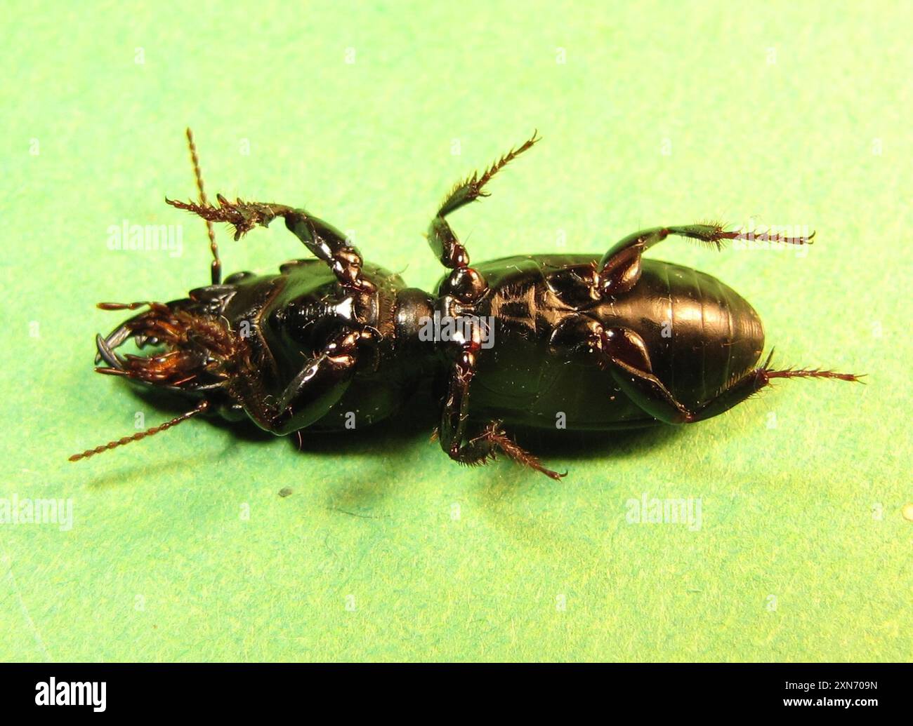 Big headed ground beetle hi-res stock photography and images - Alamy