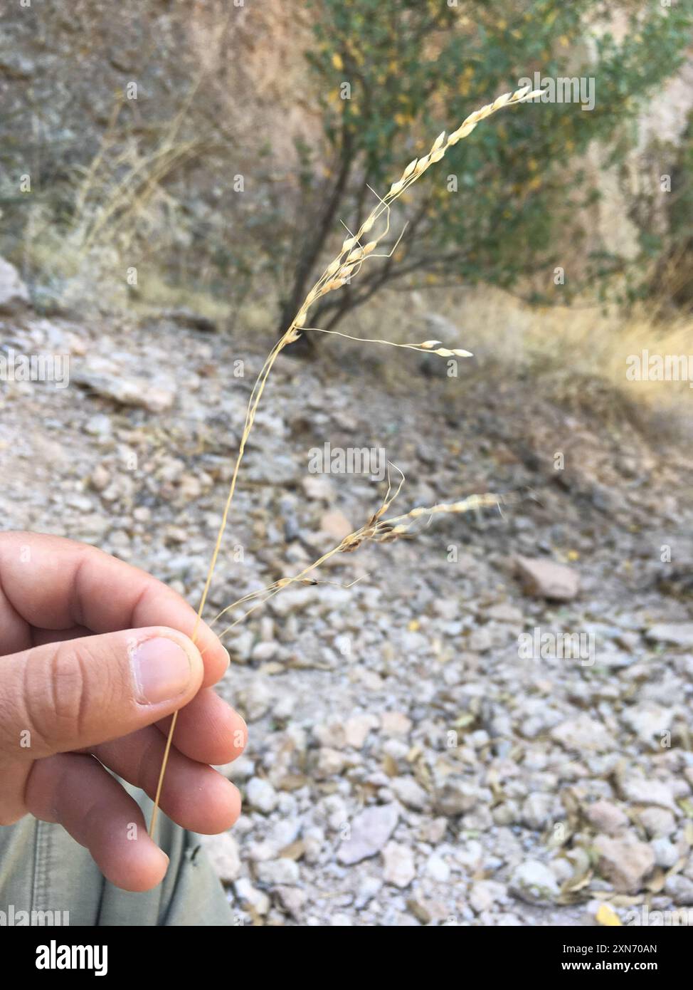 Pinyon Ricegrass (Piptochaetium fimbriatum) Plantae Stock Photo - Alamy