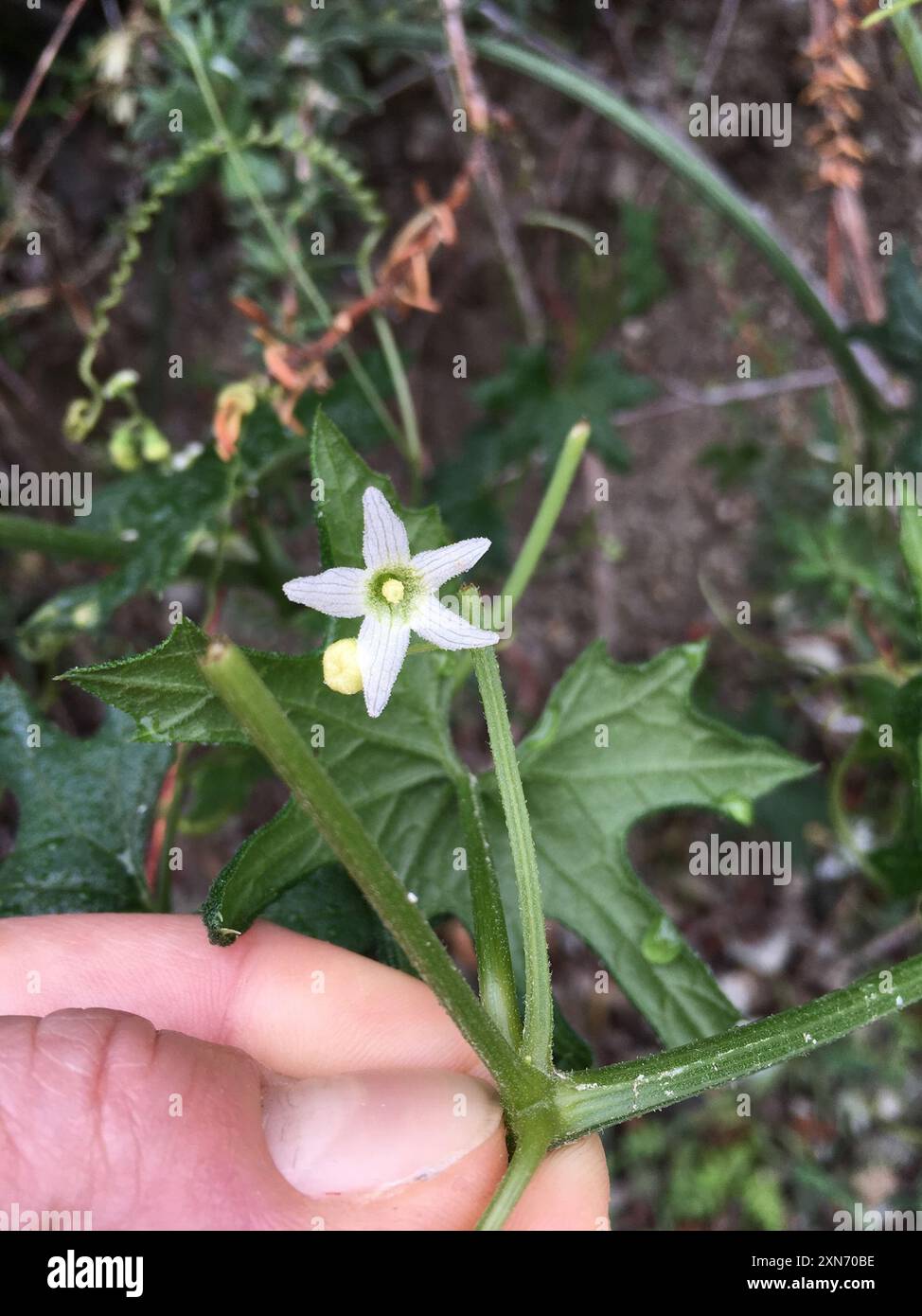 Man-roots (Marah) Plantae Stock Photo - Alamy