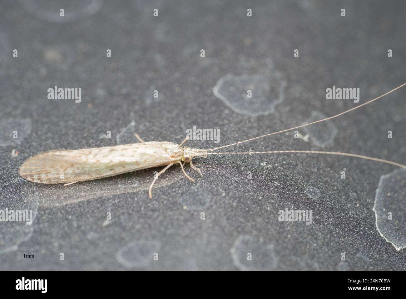 White Miller Caddisflies (Nectopsyche) Insecta Stock Photo - Alamy