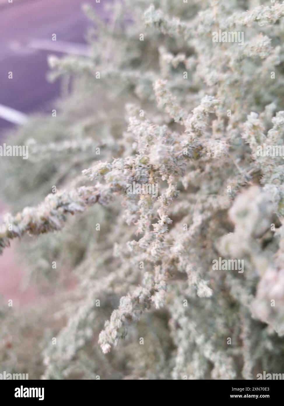 Cattle Saltbush (Atriplex polycarpa) Plantae Stock Photo - Alamy