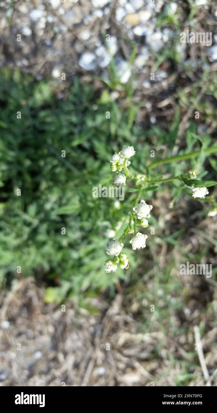 Santa Maria feverfew (Parthenium hysterophorus) Plantae Stock Photo - Alamy