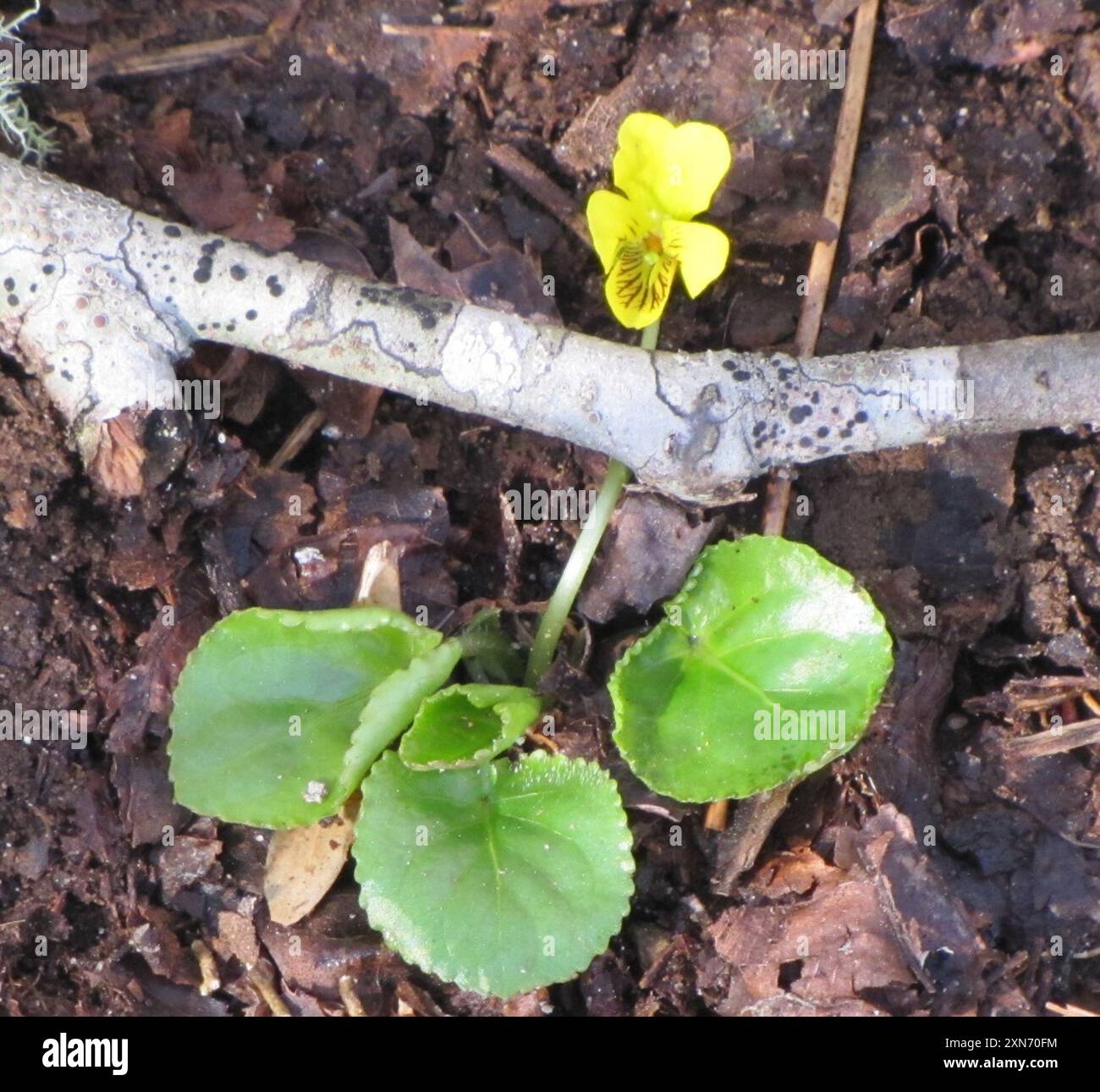 Round-leaved Violet (Viola rotundifolia) Plantae Stock Photo - Alamy