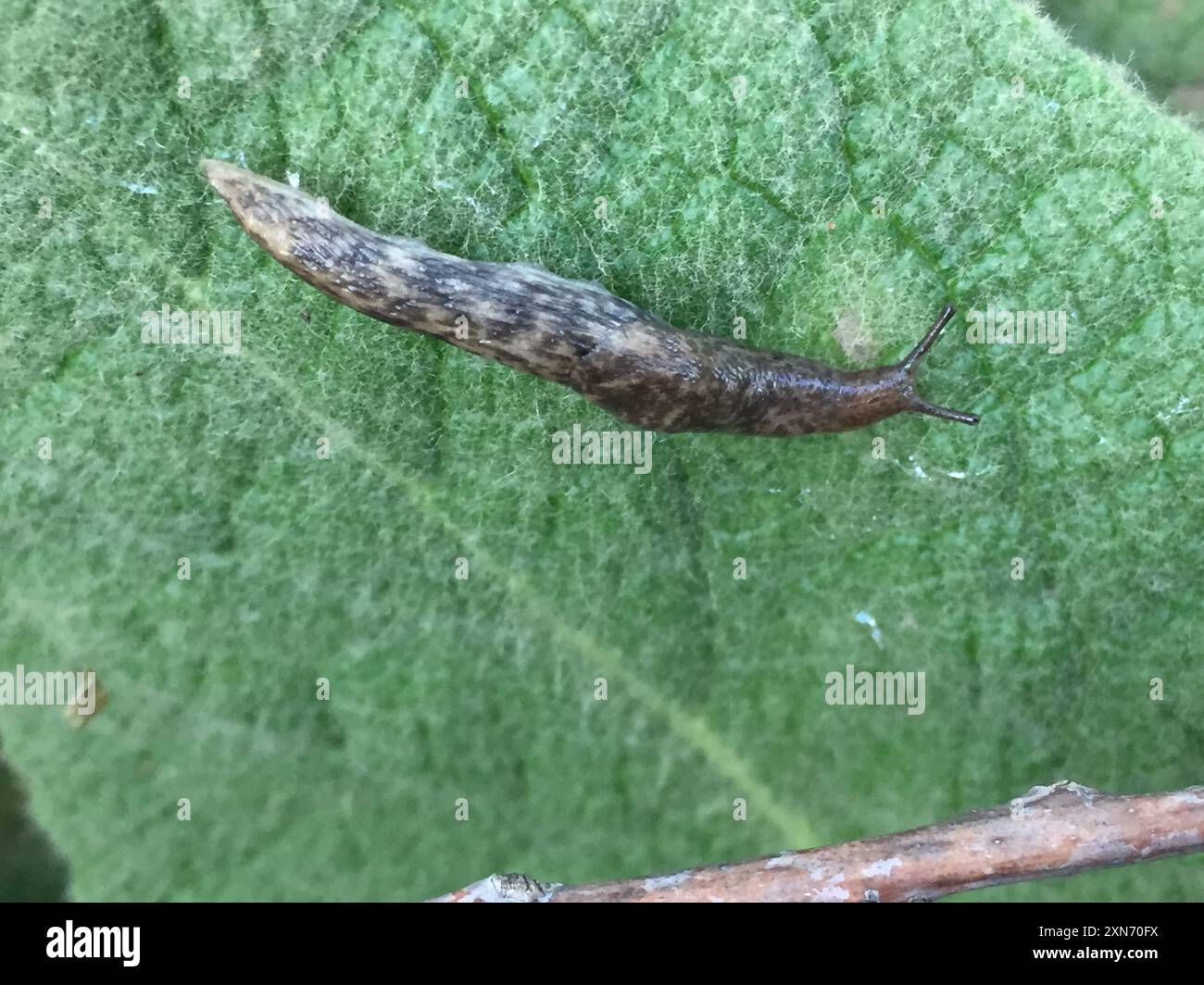 Milky Slug (Deroceras reticulatum) Mollusca Stock Photo - Alamy