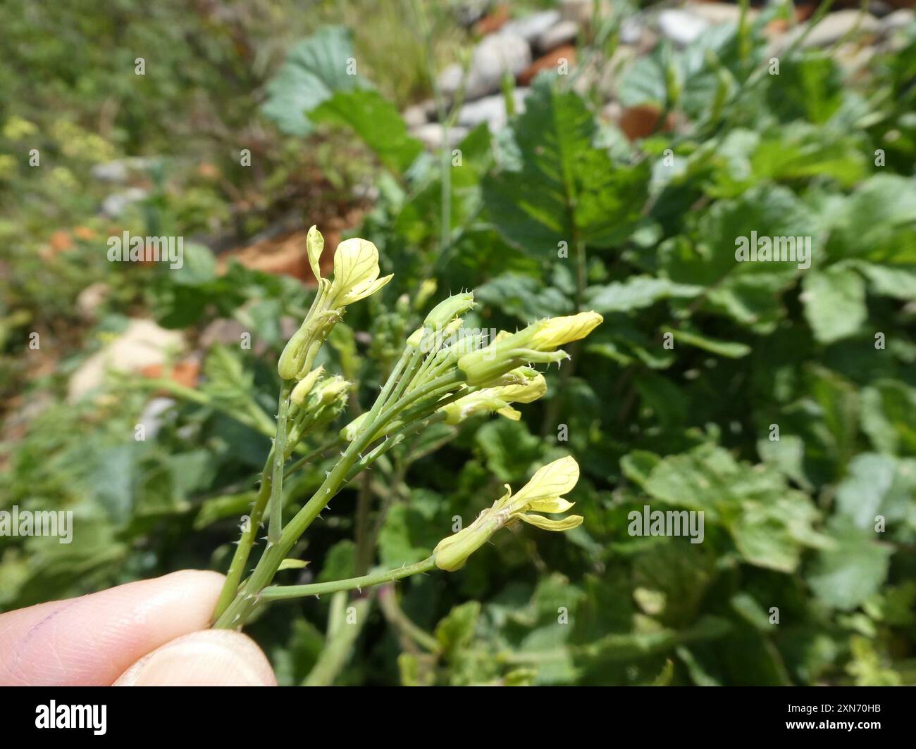 Mediterranean Radish (Raphanus raphanistrum landra) Plantae Stock Photo ...