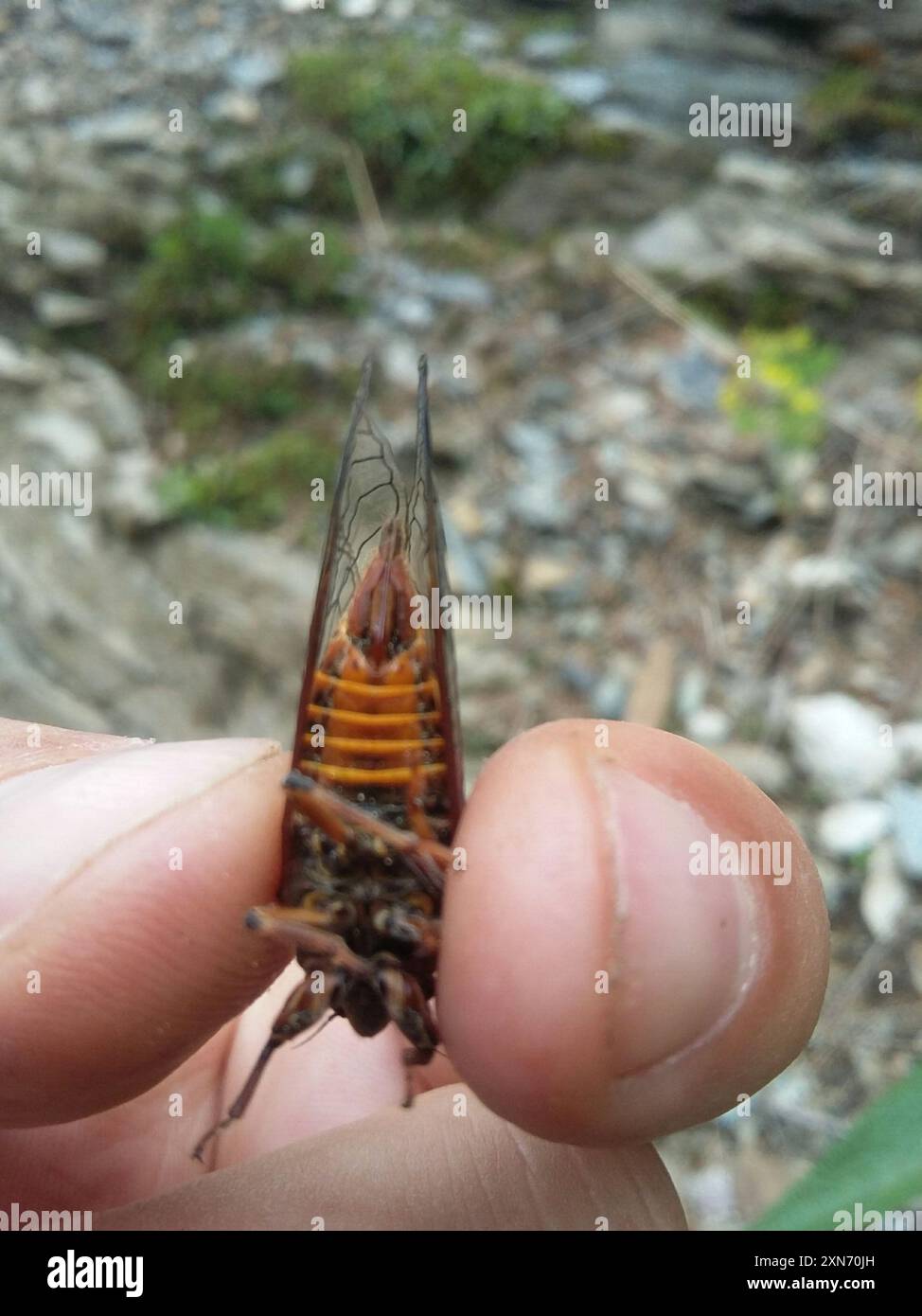New Forest Cicada (Cicadetta montana) Insecta Stock Photo - Alamy
