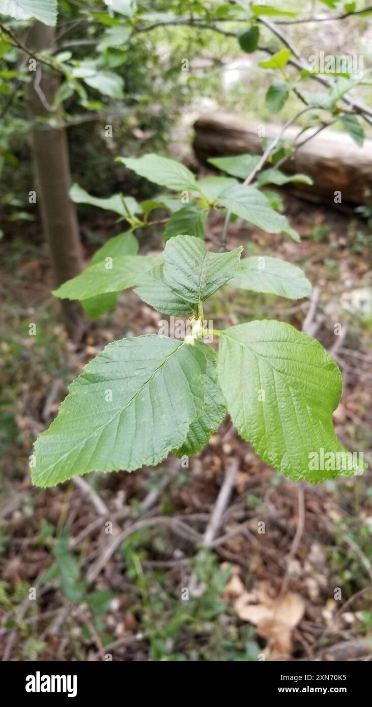 white alder (Alnus rhombifolia) Plantae Stock Photo - Alamy