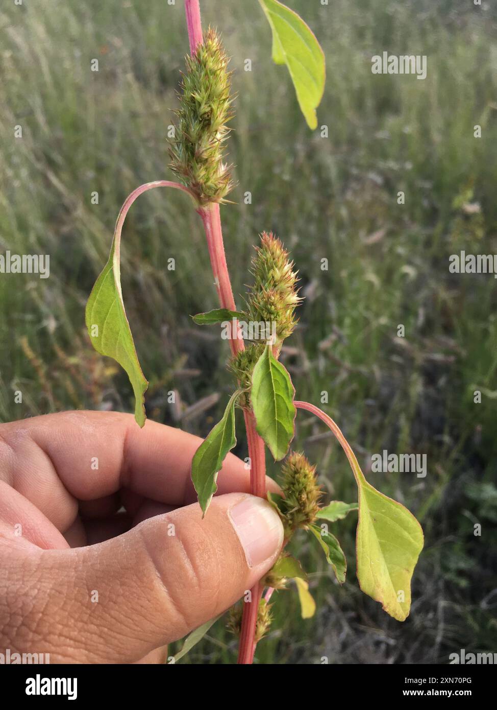 powell's amaranth (Amaranthus powellii) Plantae Stock Photo - Alamy