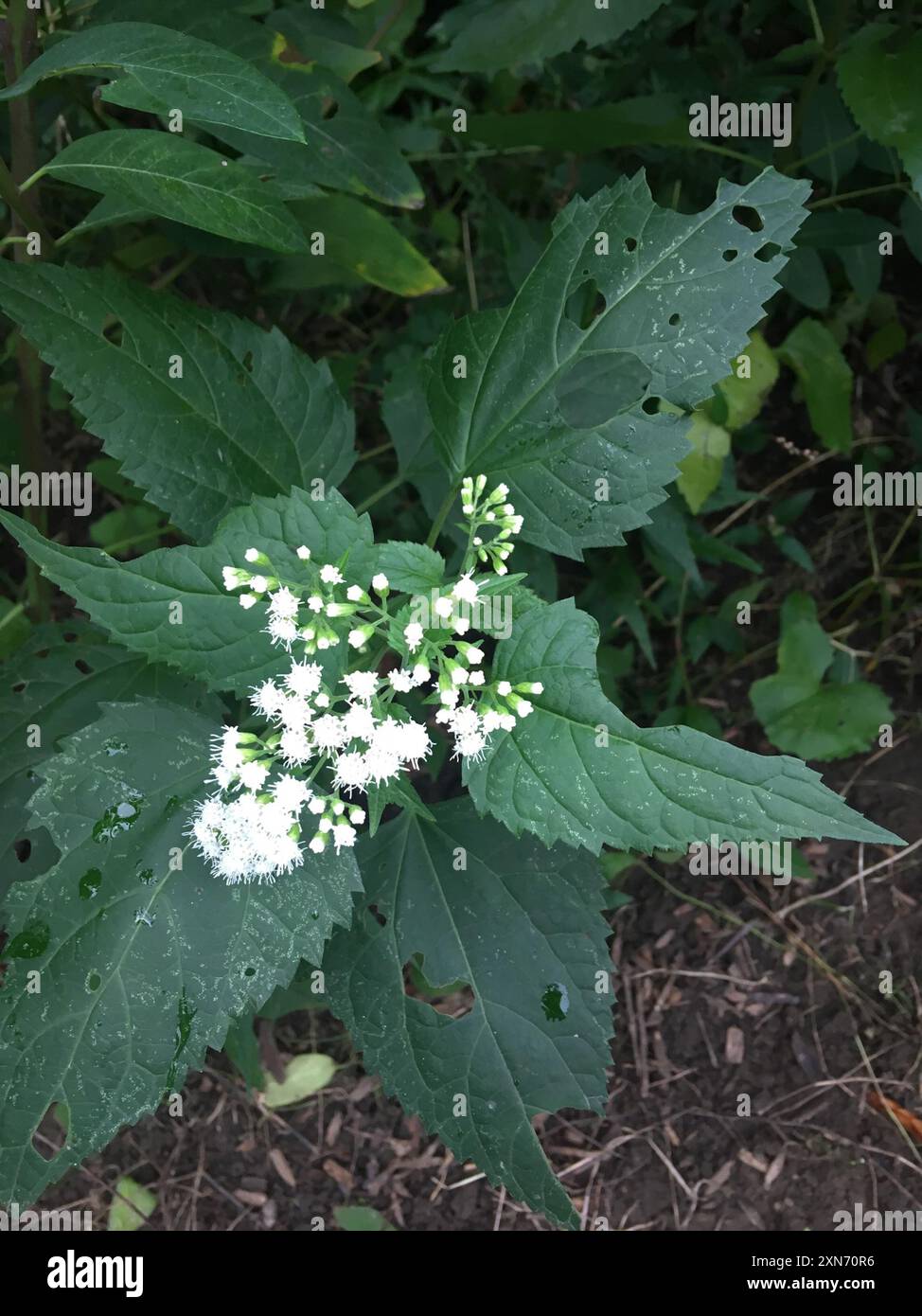 white snakeroot (Ageratina altissima) Plantae Stock Photo - Alamy