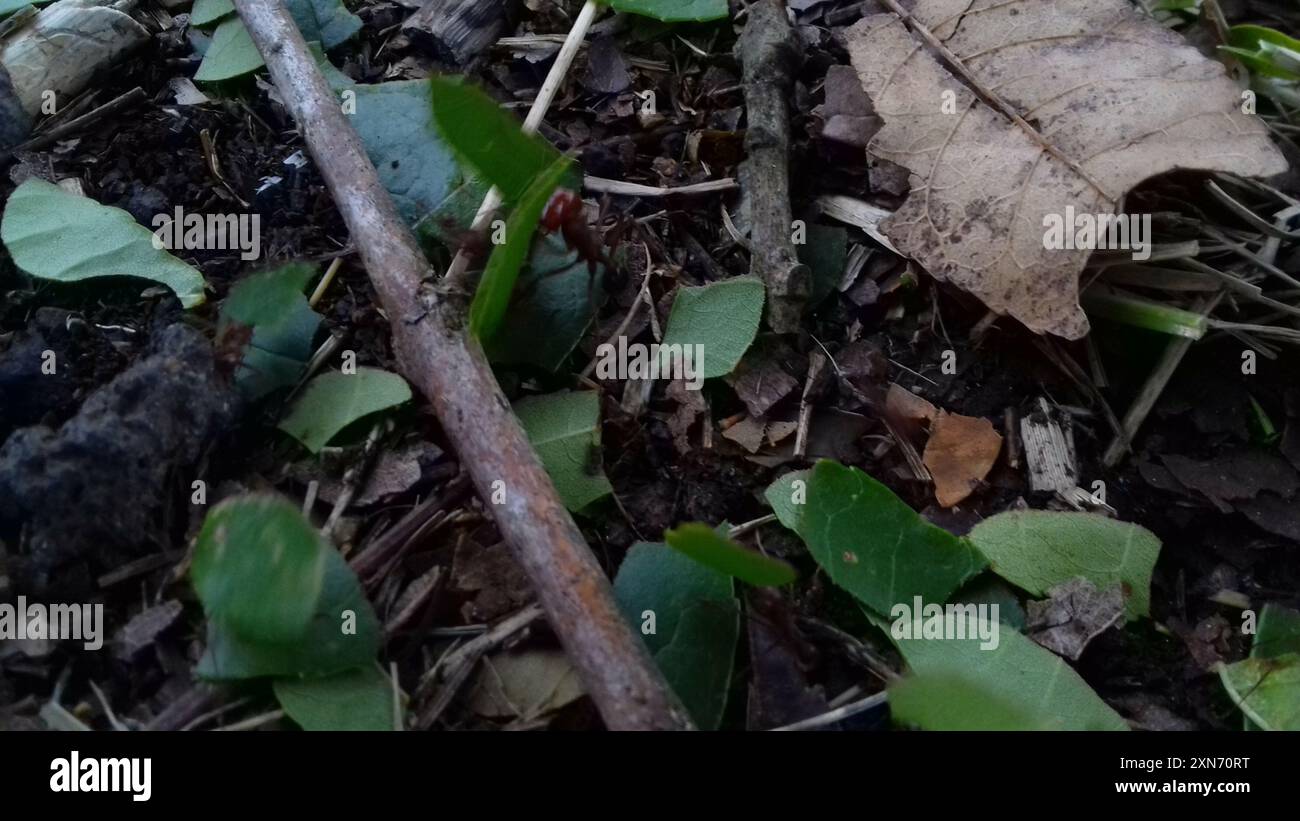 Chicatana Leafcutter Ant (Atta mexicana) Insecta Stock Photo - Alamy