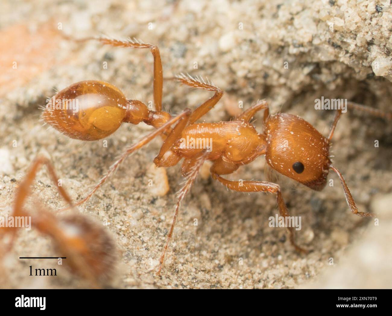 California Harvester Ant (Pogonomyrmex californicus) Insecta Stock ...