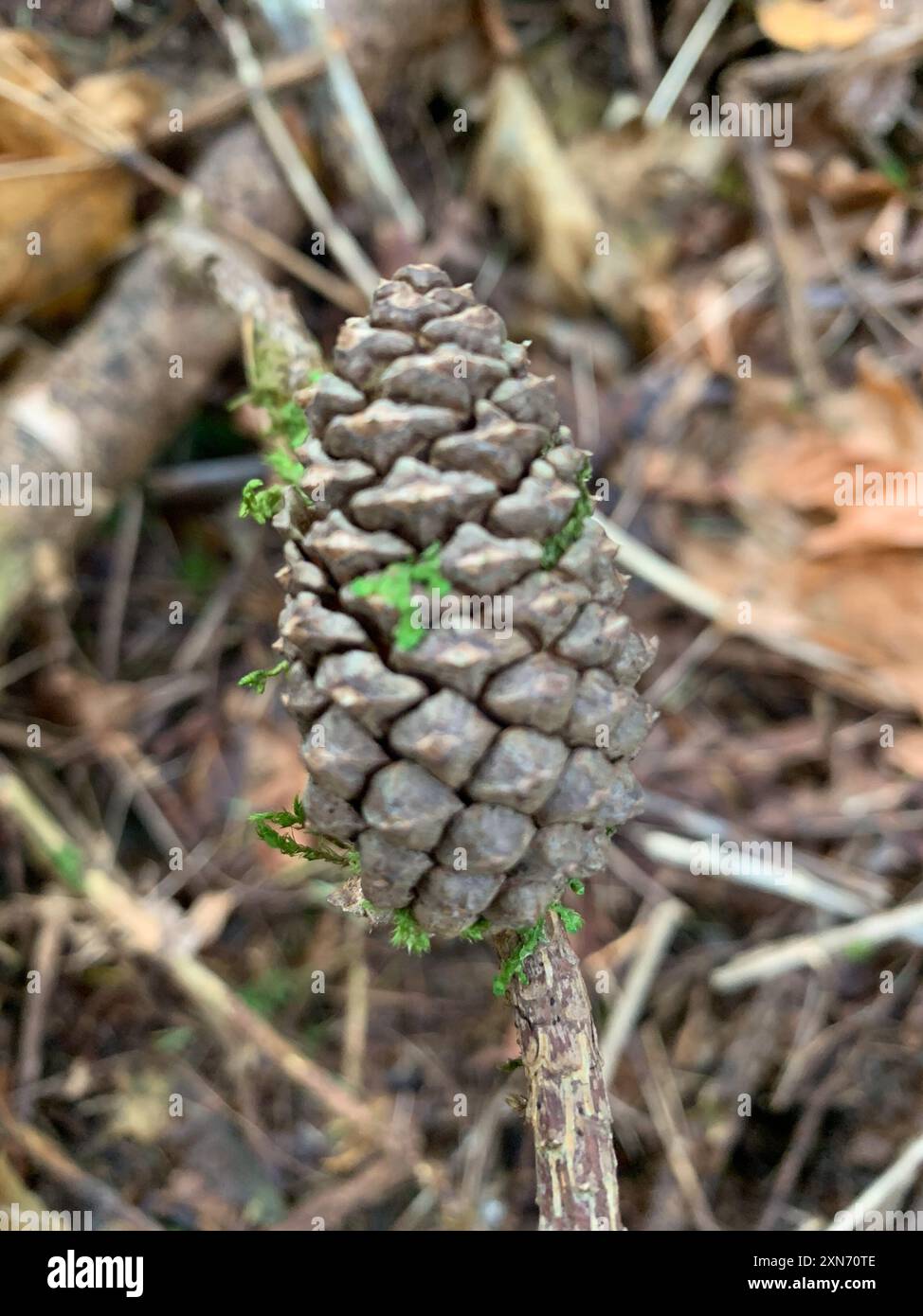 hard pines (Pinus) Plantae Stock Photo - Alamy