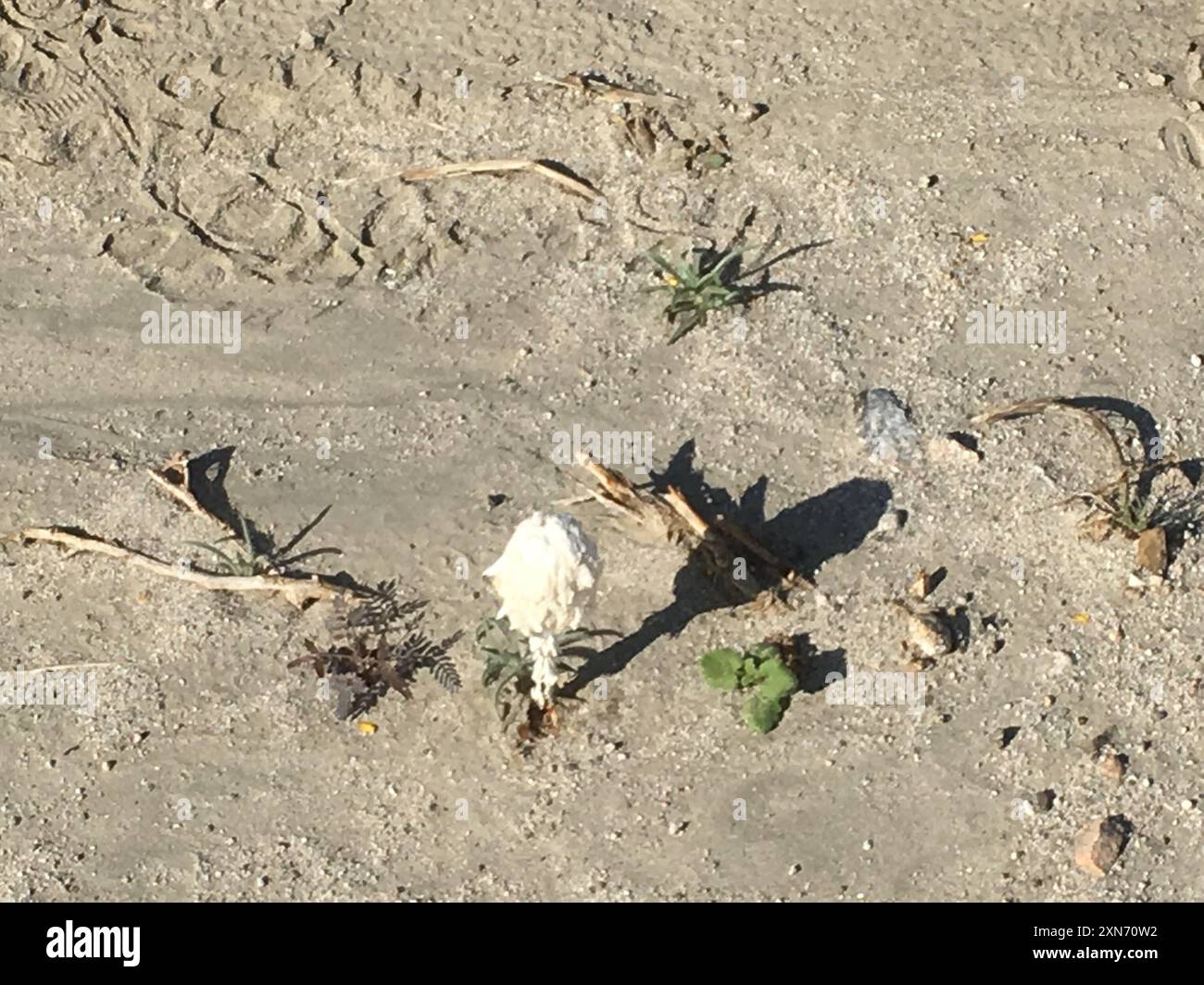 Desert Shaggymane (Podaxis pistillaris) Fungi Stock Photo - Alamy