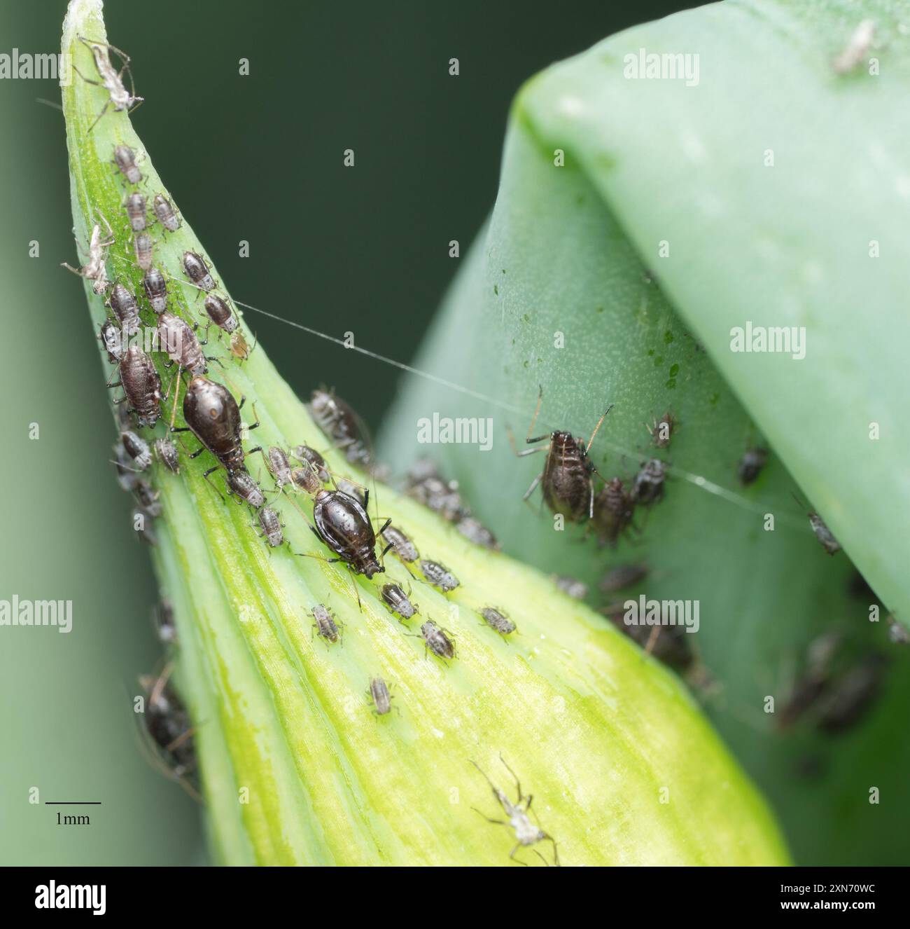 Onion Aphid (Neotoxoptera formosana) Insecta Stock Photo - Alamy