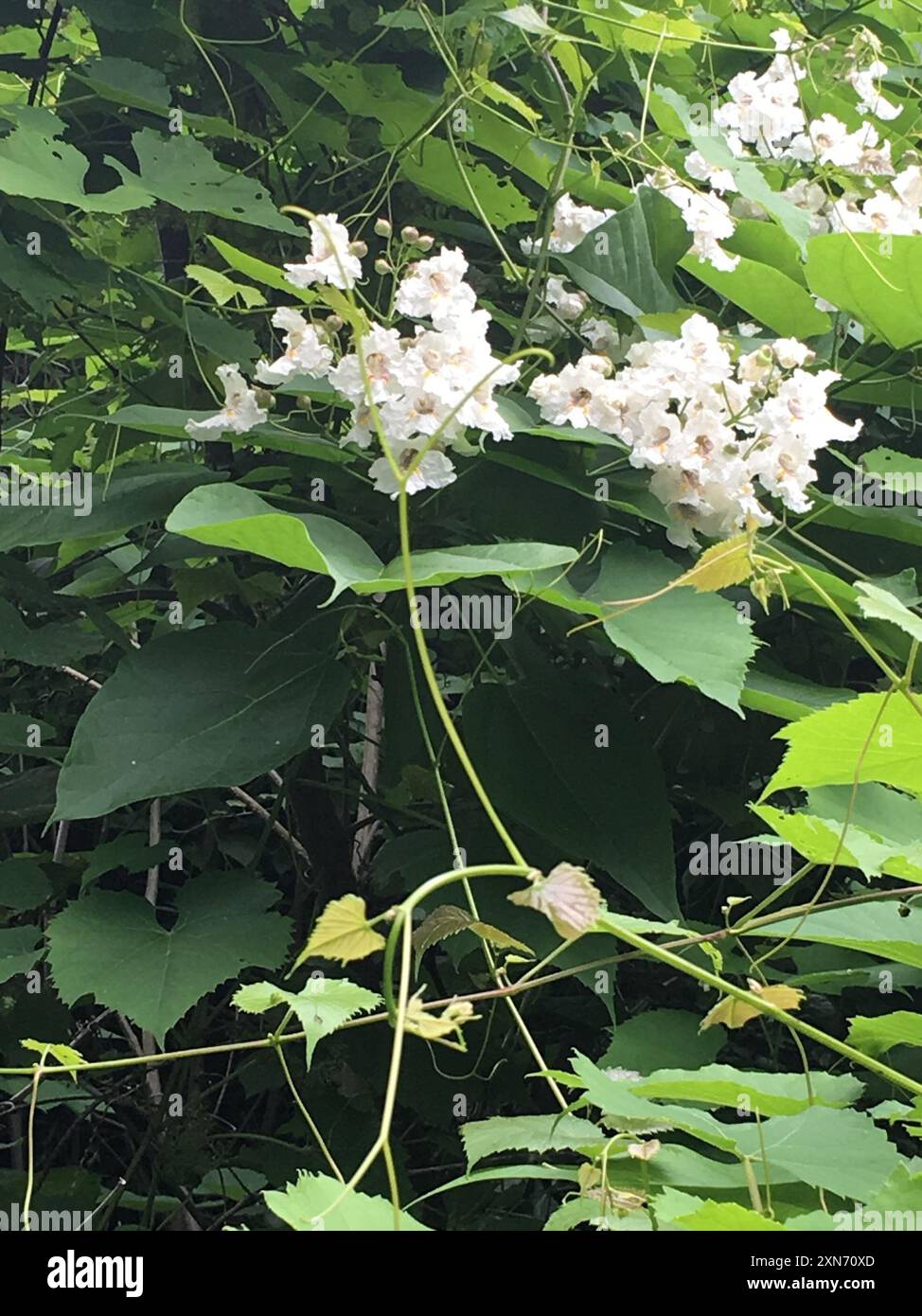 southern catalpa (Catalpa bignonioides) Plantae Stock Photo - Alamy