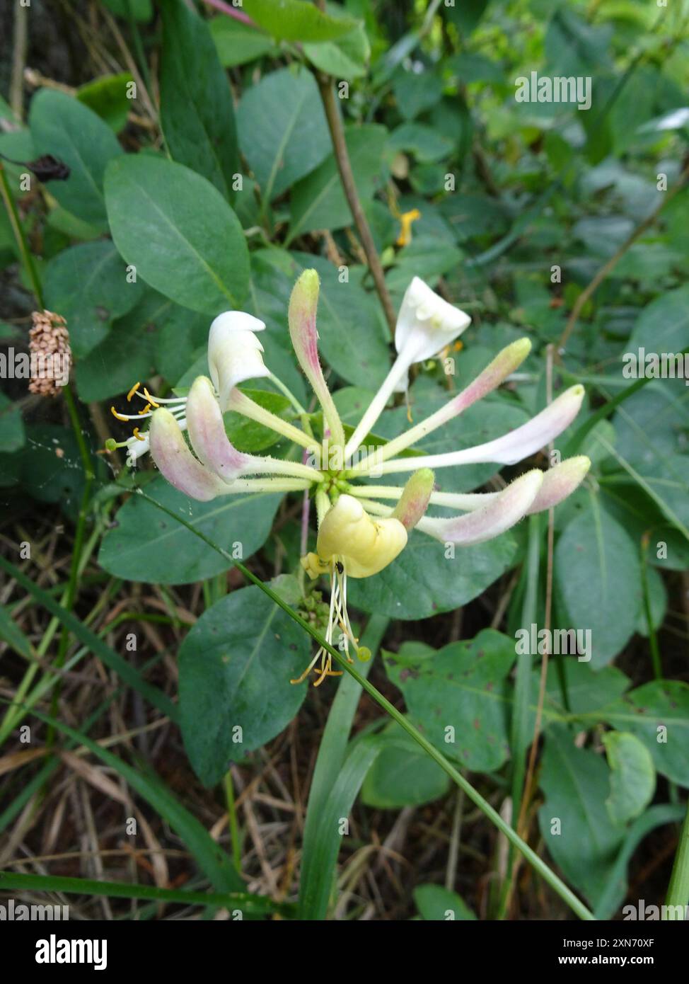 Common Honeysuckle (Lonicera periclymenum) Plantae Stock Photo - Alamy