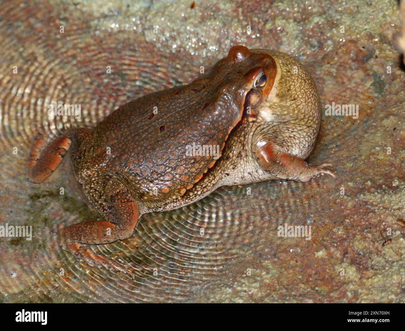 African Red Toad (Schismaderma carens) Amphibia Stock Photo - Alamy