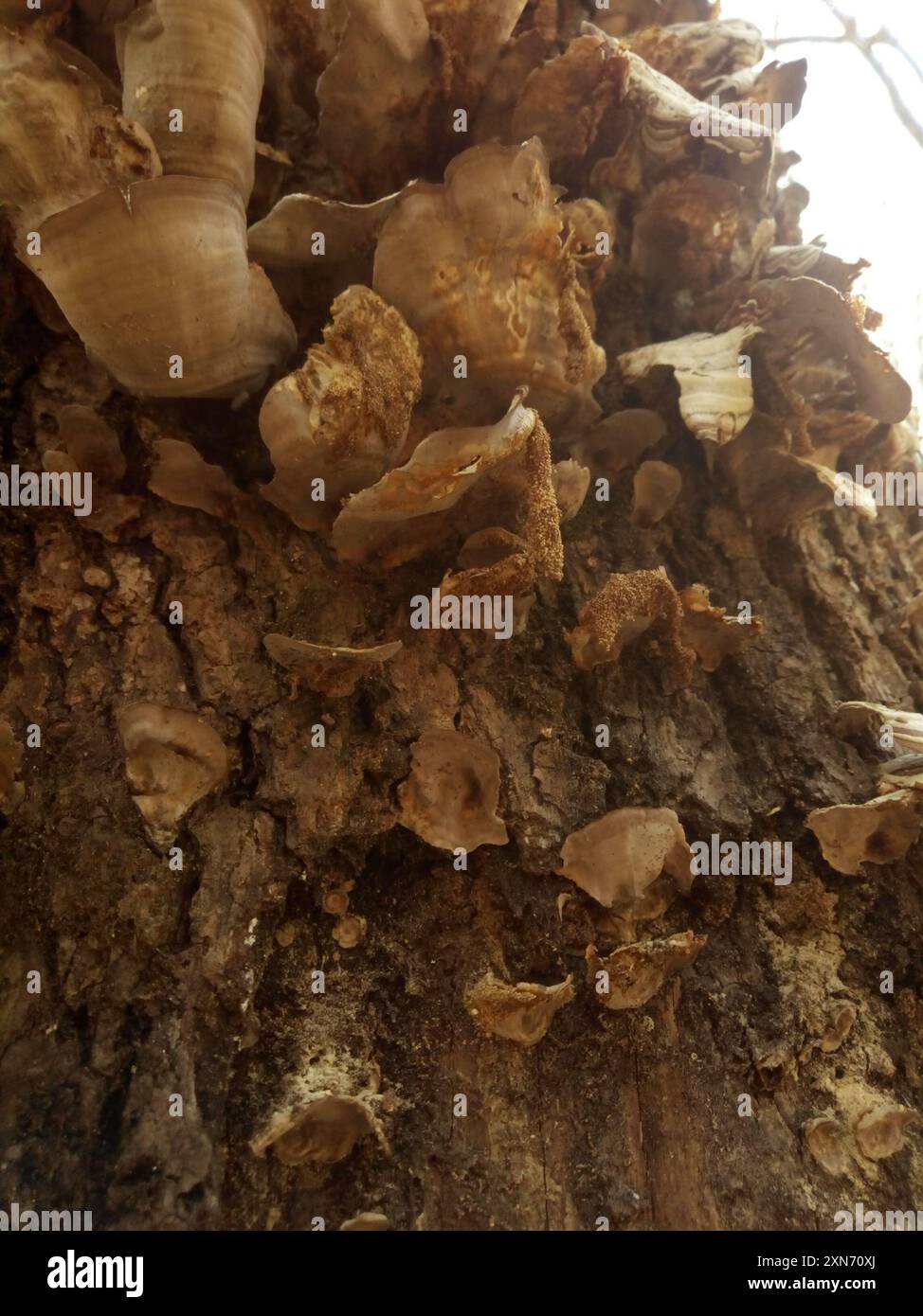 False Turkey-Tail (Stereum ostrea) Fungi Stock Photo - Alamy