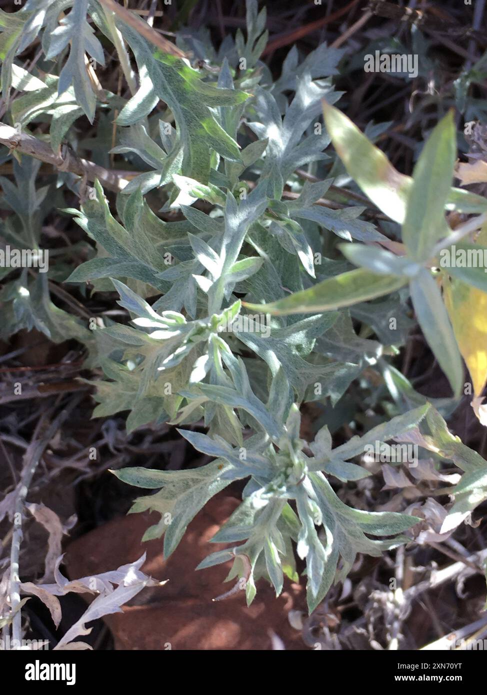 Silver Wormwood (Artemisia ludoviciana) Plantae Stock Photo - Alamy