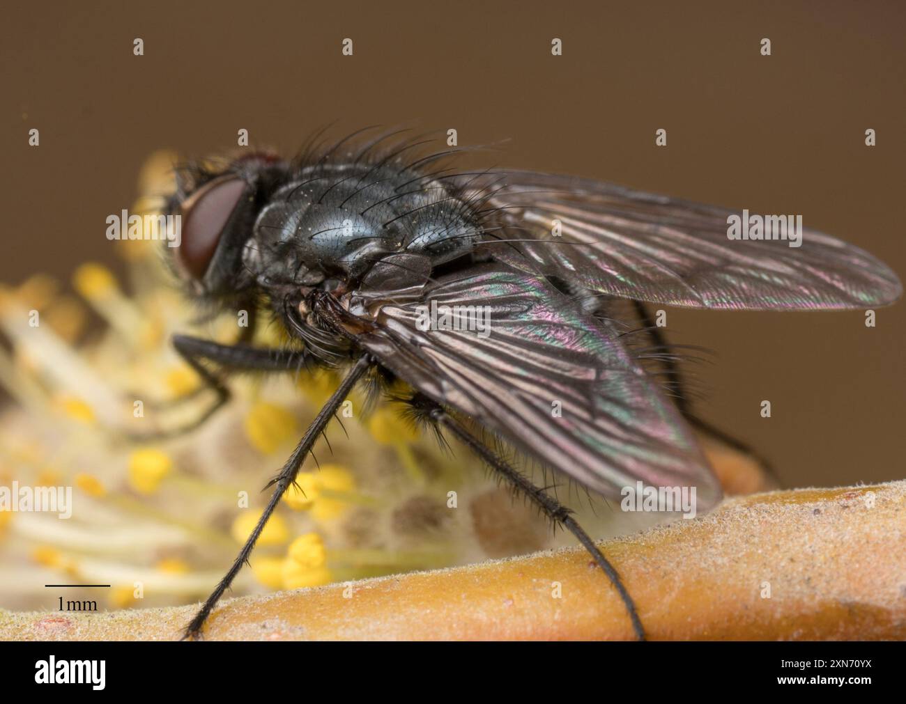 House Flies and Allies (Muscidae) Insecta Stock Photo - Alamy