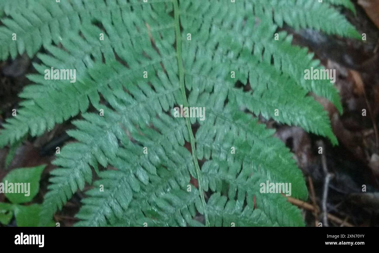 northern lady fern (Athyrium angustum) Plantae Stock Photo - Alamy