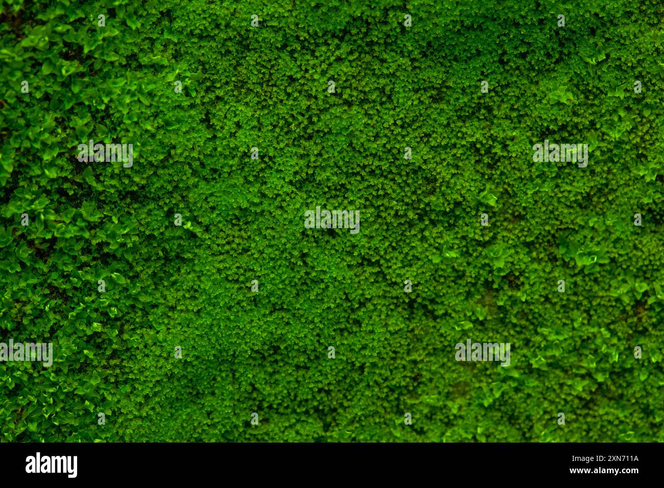 Beautiful display natural beauty hi-res stock photography and images ...