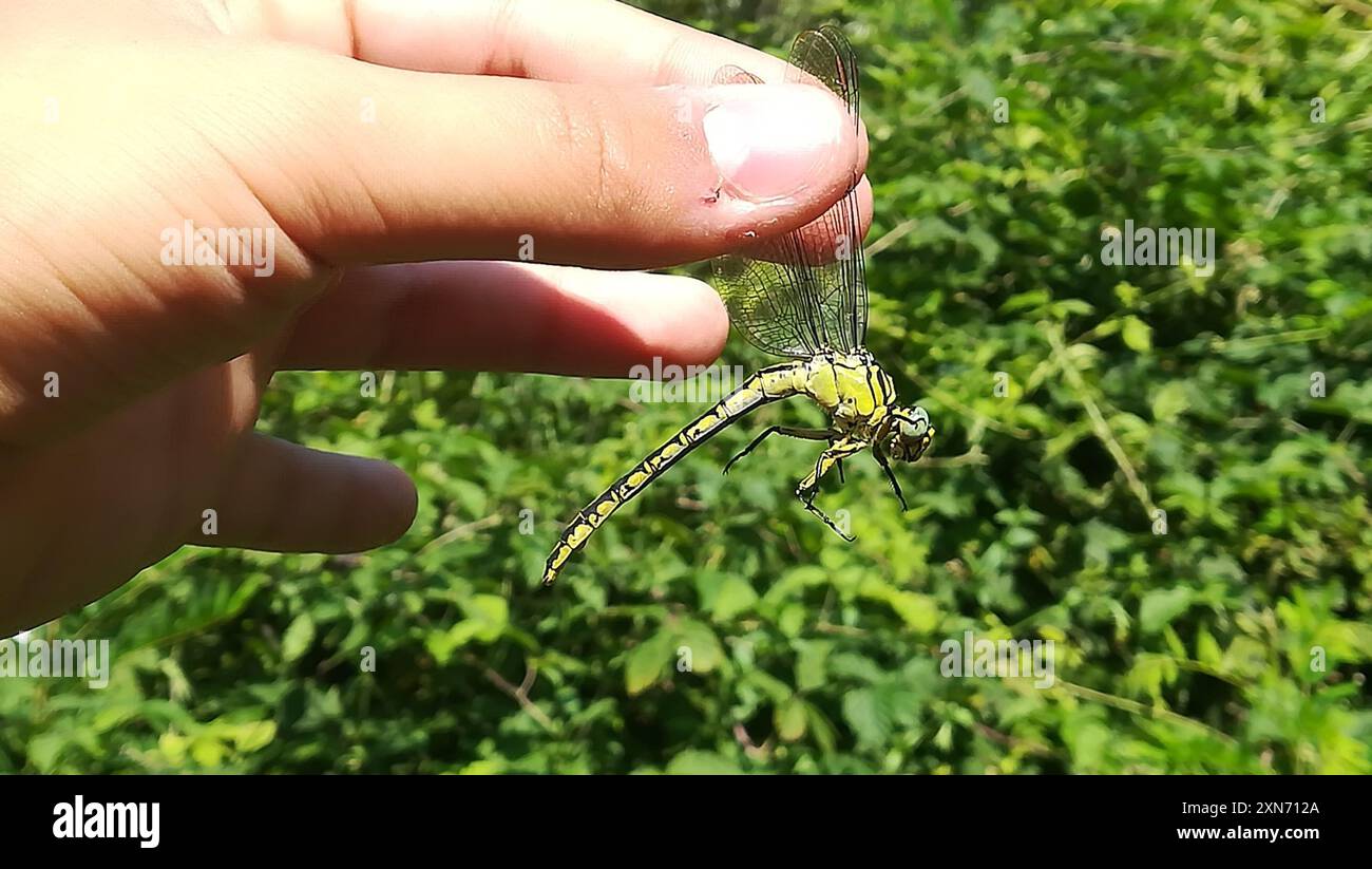 River Clubtail (Stylurus flavipes) Insecta Stock Photo - Alamy