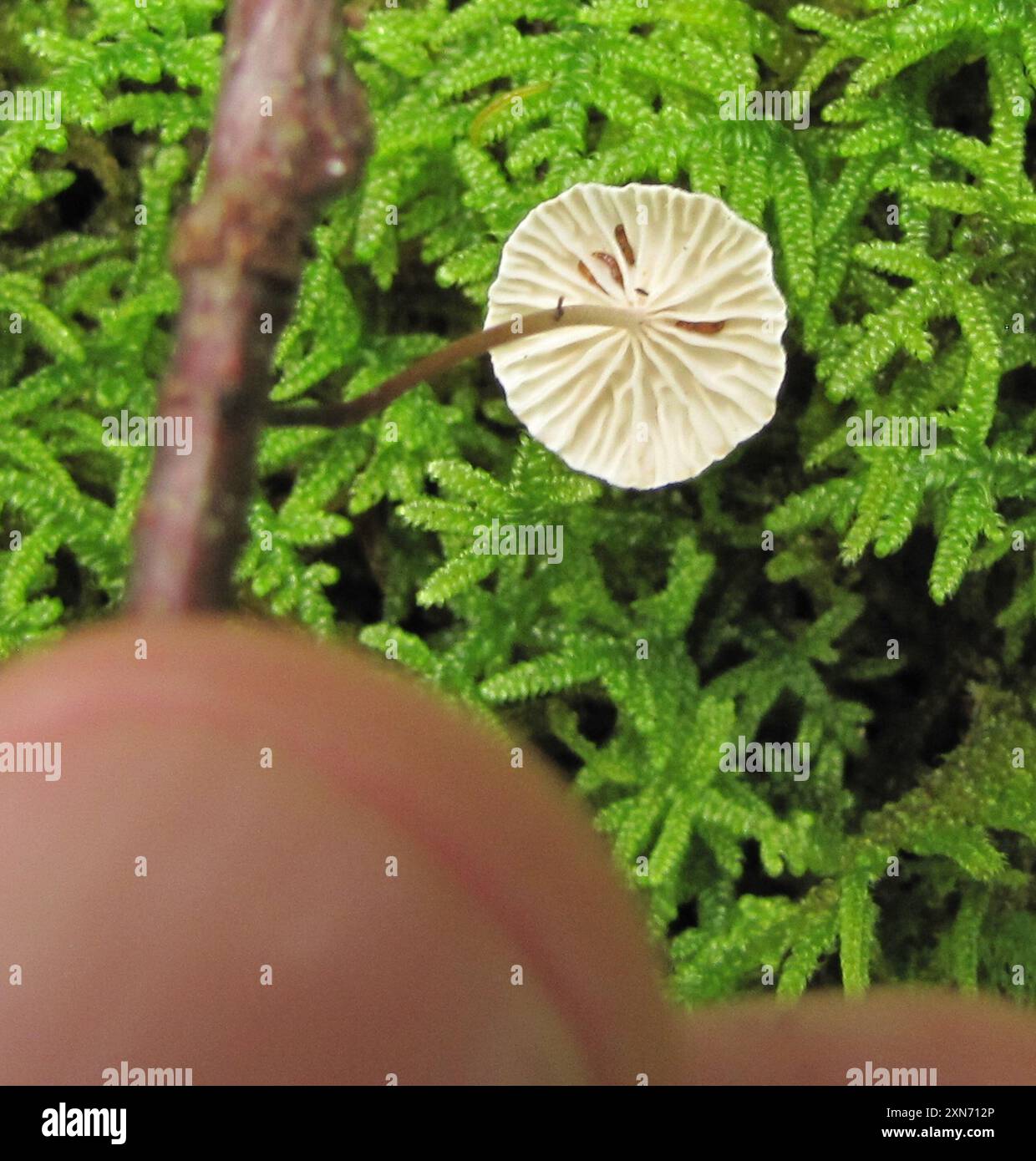 Fairy Parachutes (Marasmiellus candidus) Fungi Stock Photo - Alamy