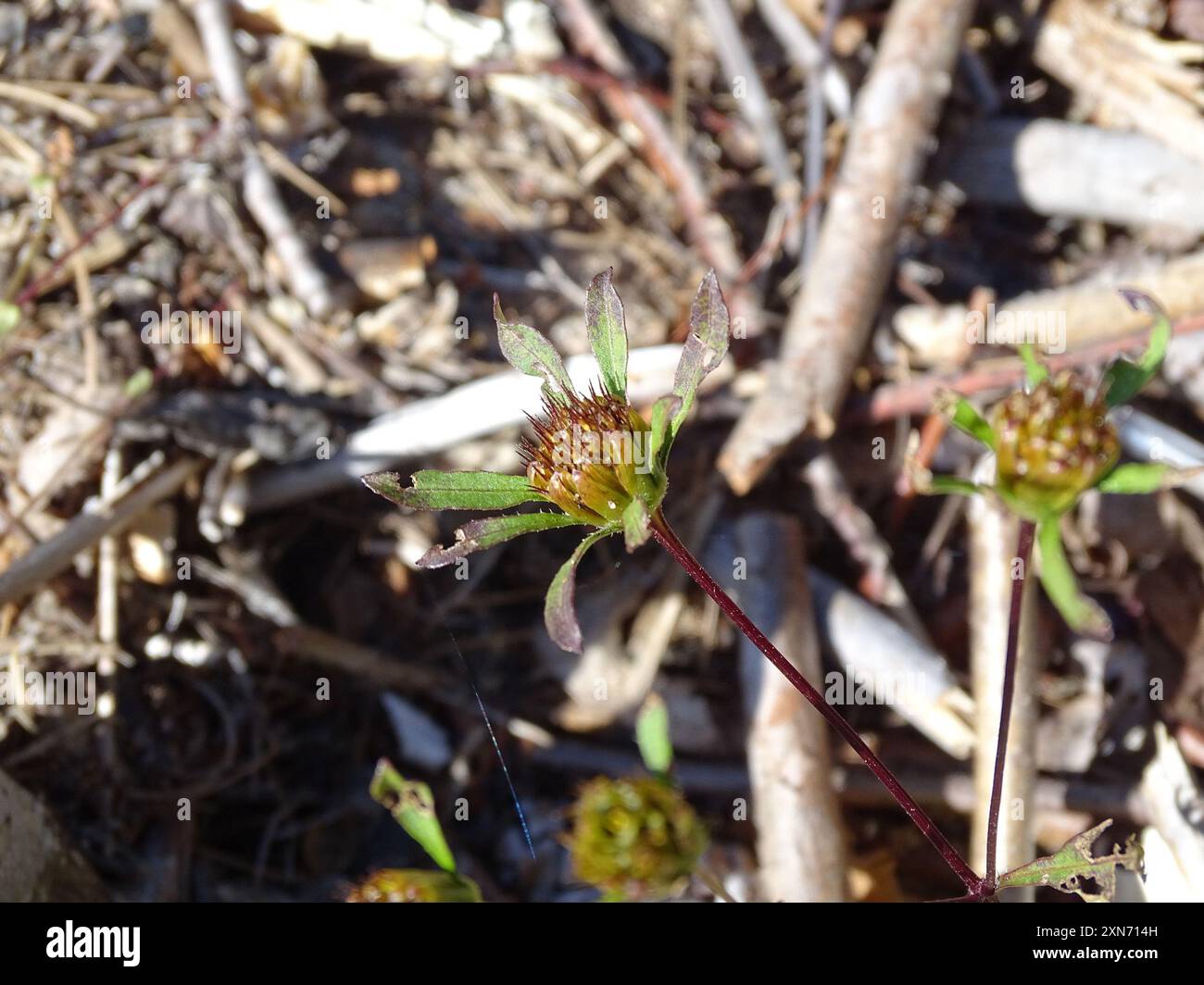 Devil's Beggarticks (Bidens frondosa) Plantae Stock Photo - Alamy