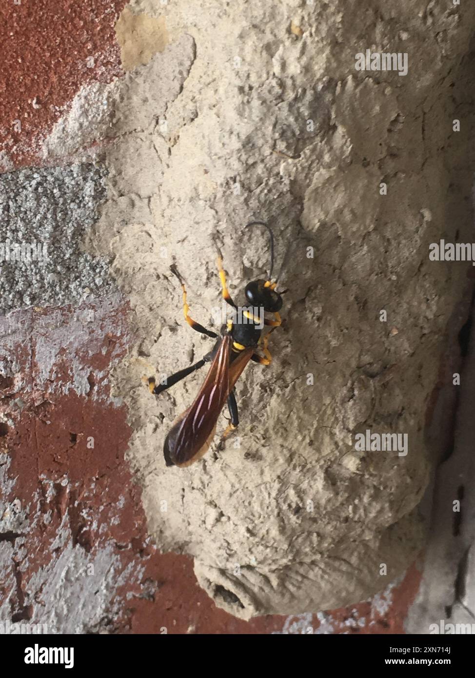 Yellow-legged Mud-dauber Wasp (Sceliphron caementarium) Insecta Stock ...
