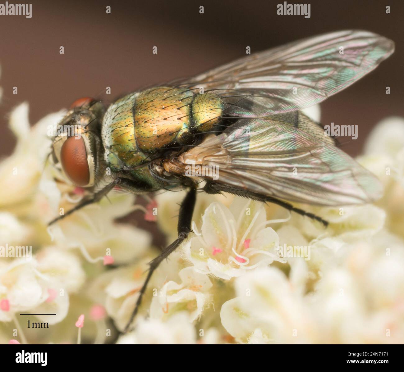 Australian Sheep Blow Fly (Lucilia cuprina) Insecta Stock Photo - Alamy