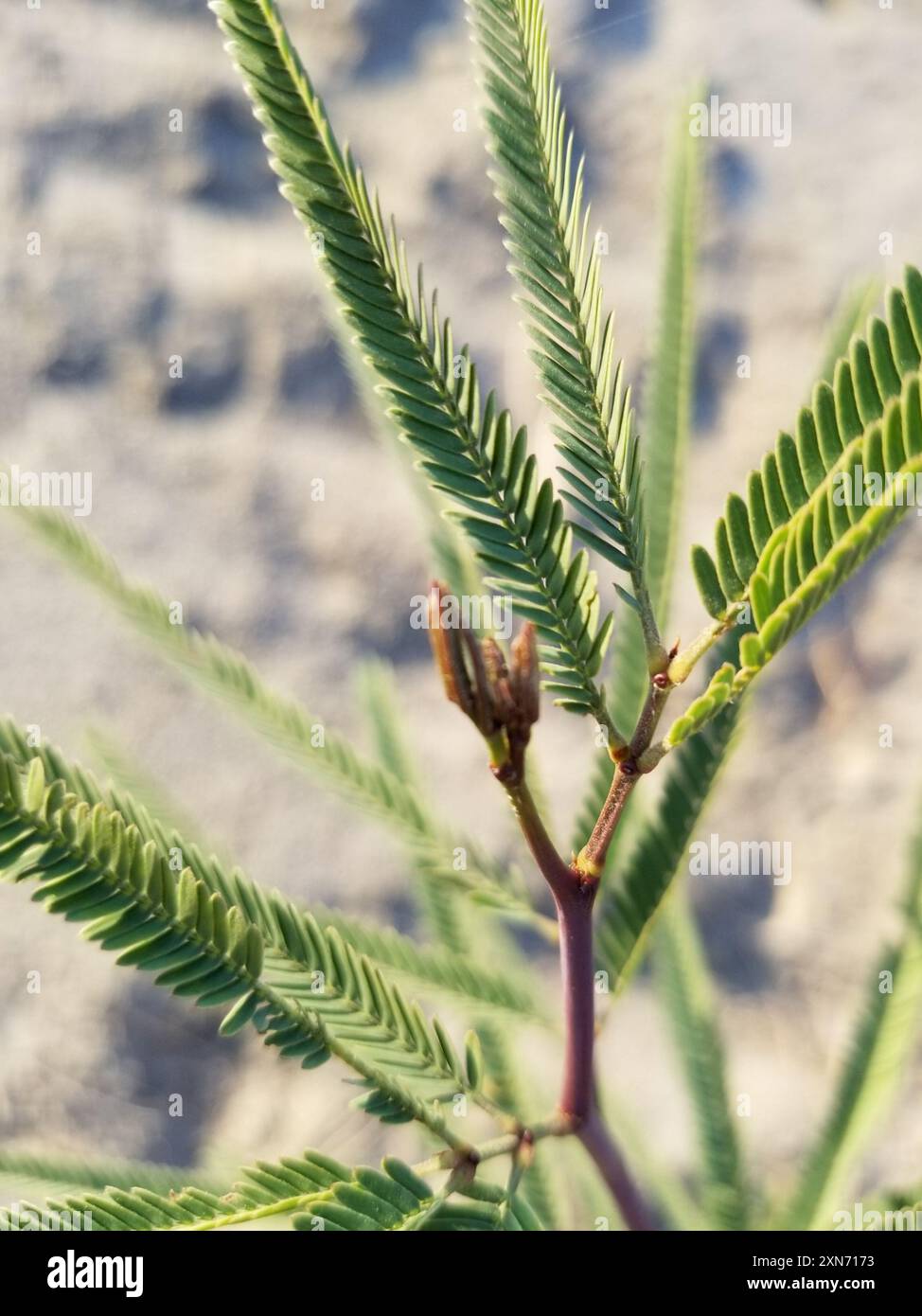 mesquites (Neltuma) Plantae Stock Photo - Alamy
