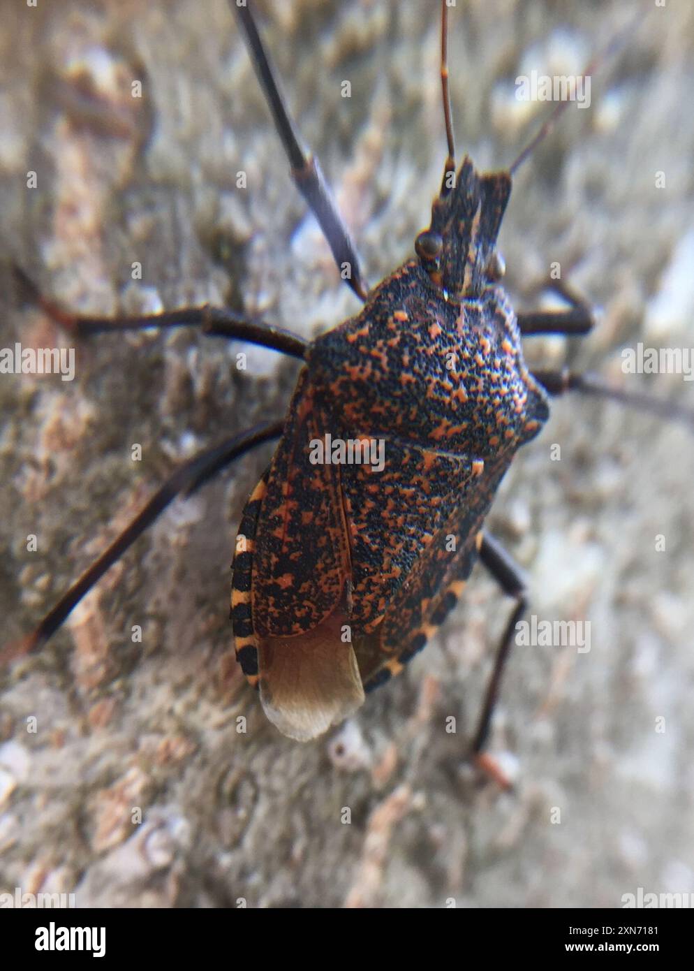 Almond Stink Bug (Apodiphus amygdali) Insecta Stock Photo - Alamy