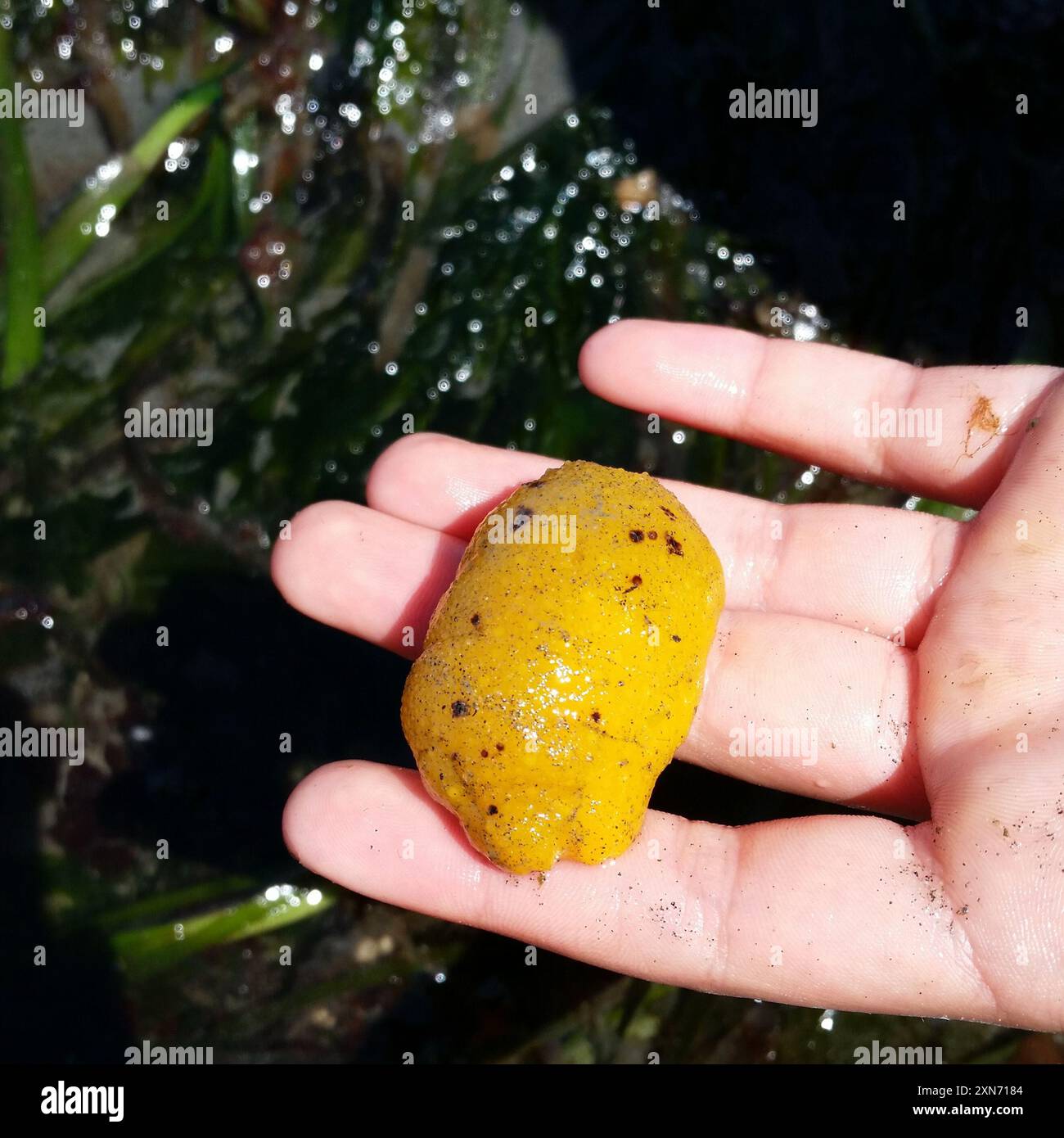 Monterey Dorid (Doris montereyensis) Mollusca Stock Photo - Alamy