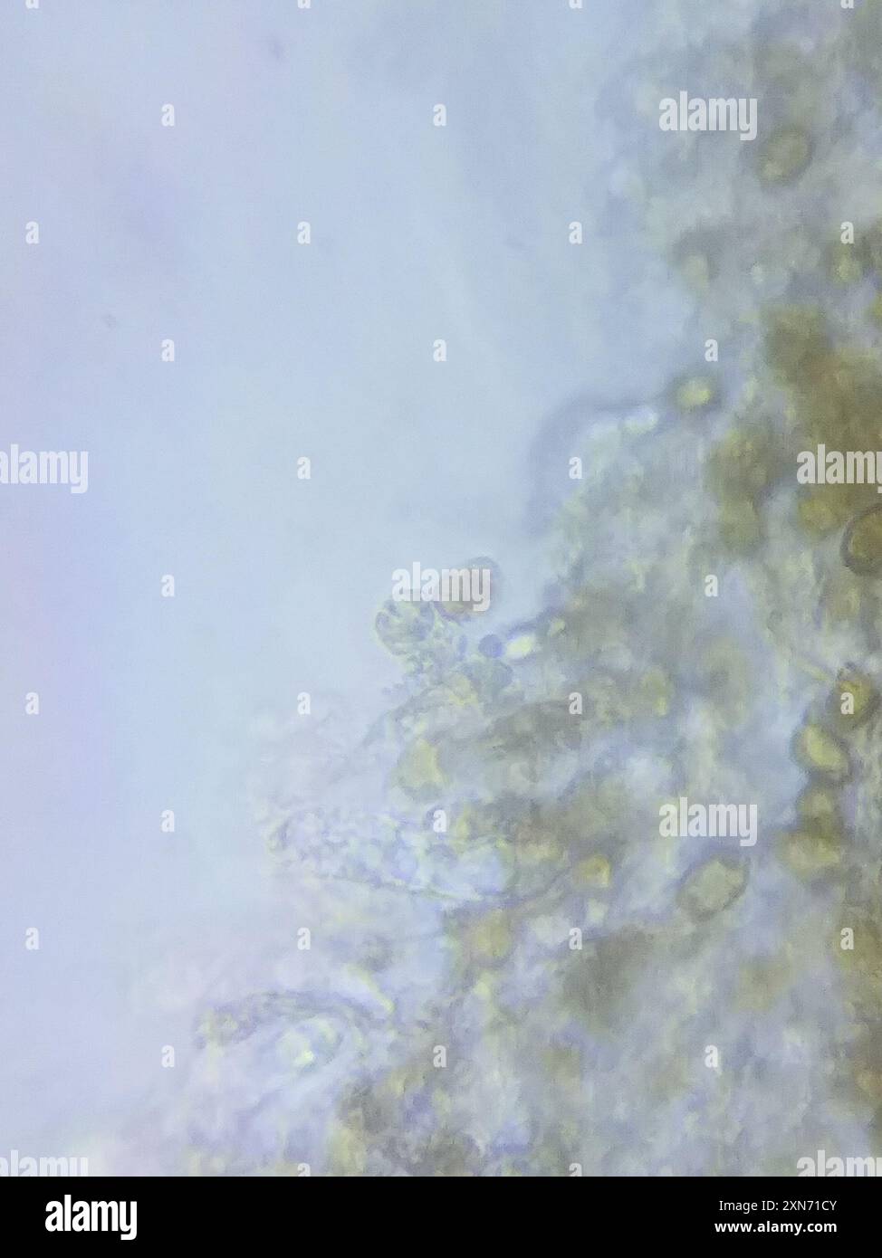 Scaurus hi-res stock photography and images - Alamy