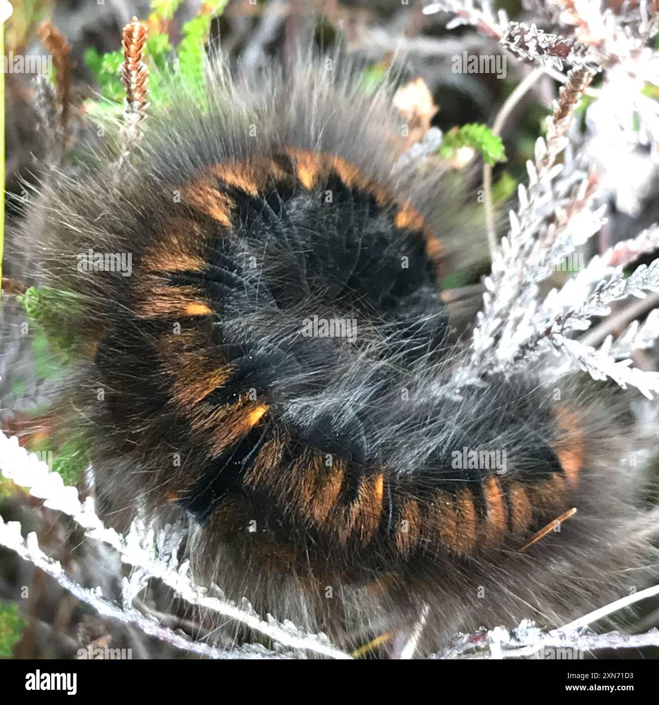 Fox Moth (Macrothylacia rubi) Insecta Stock Photo - Alamy