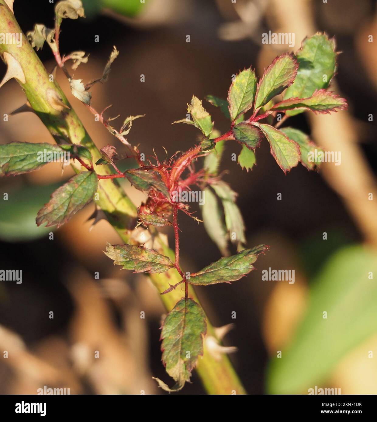 multiflora rose (Rosa multiflora) Plantae Stock Photo - Alamy
