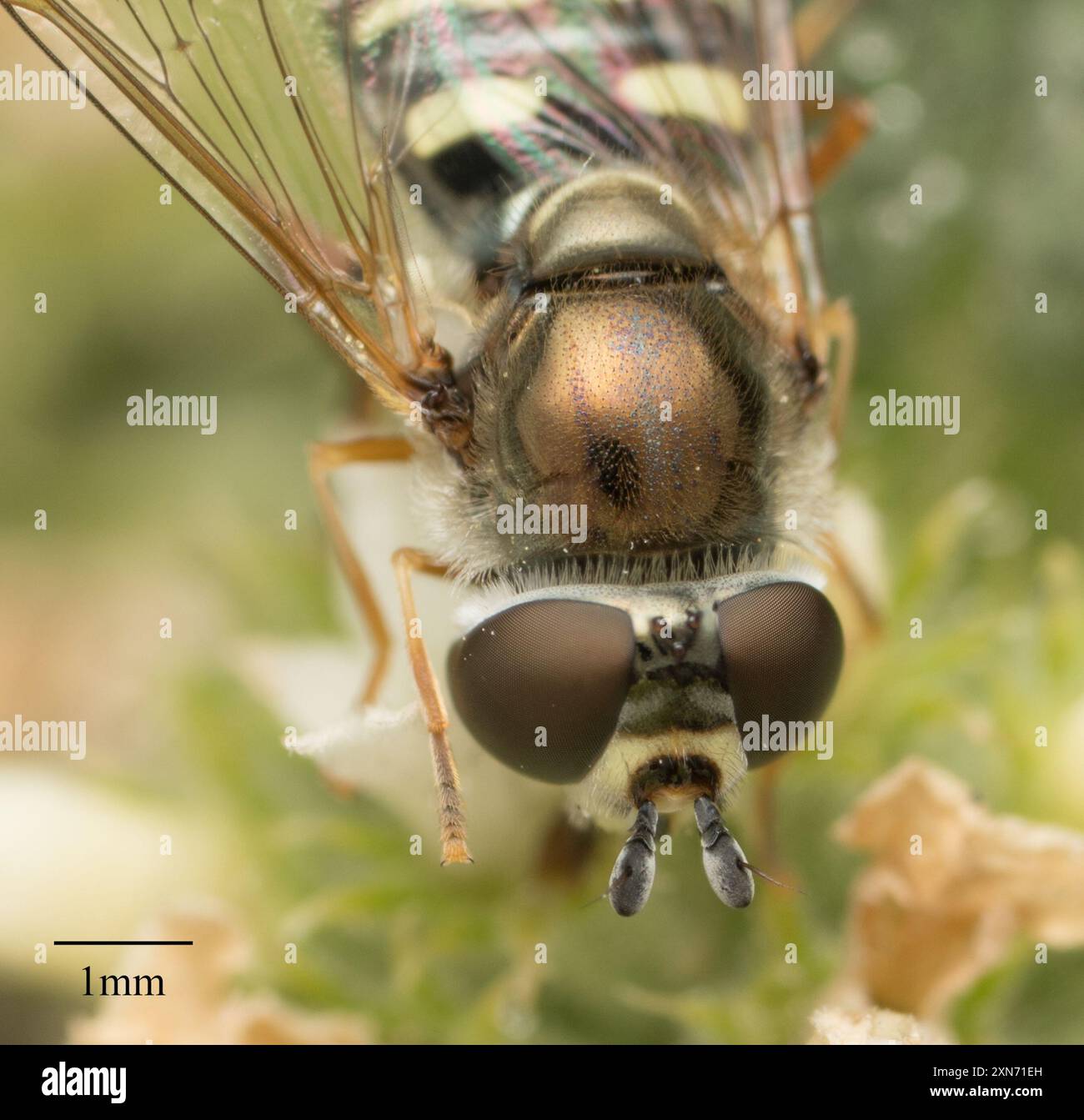 Large-tailed Aphideater (Eupeodes volucris) Insecta Stock Photo - Alamy
