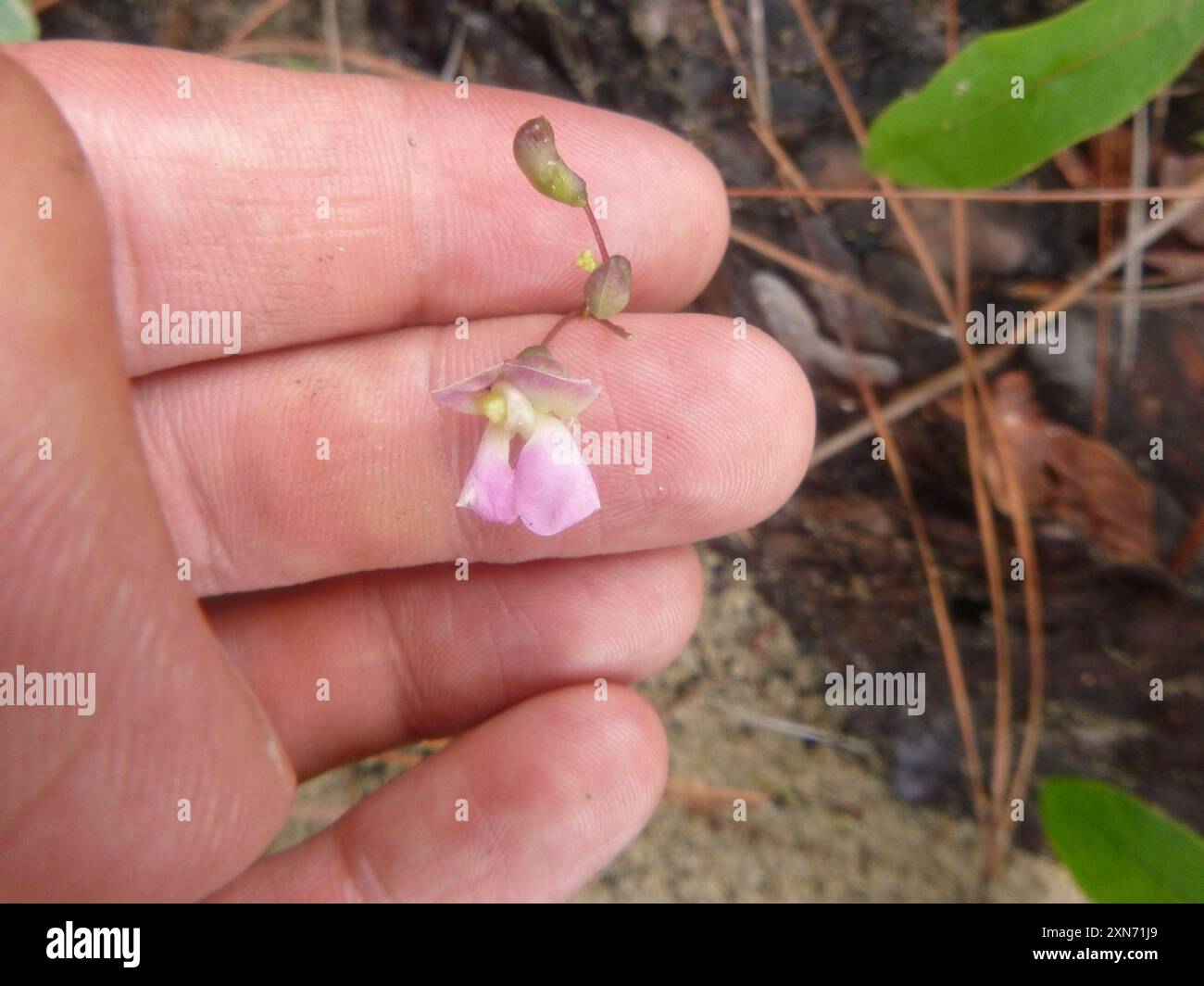 Polystachios hi-res stock photography and images - Alamy