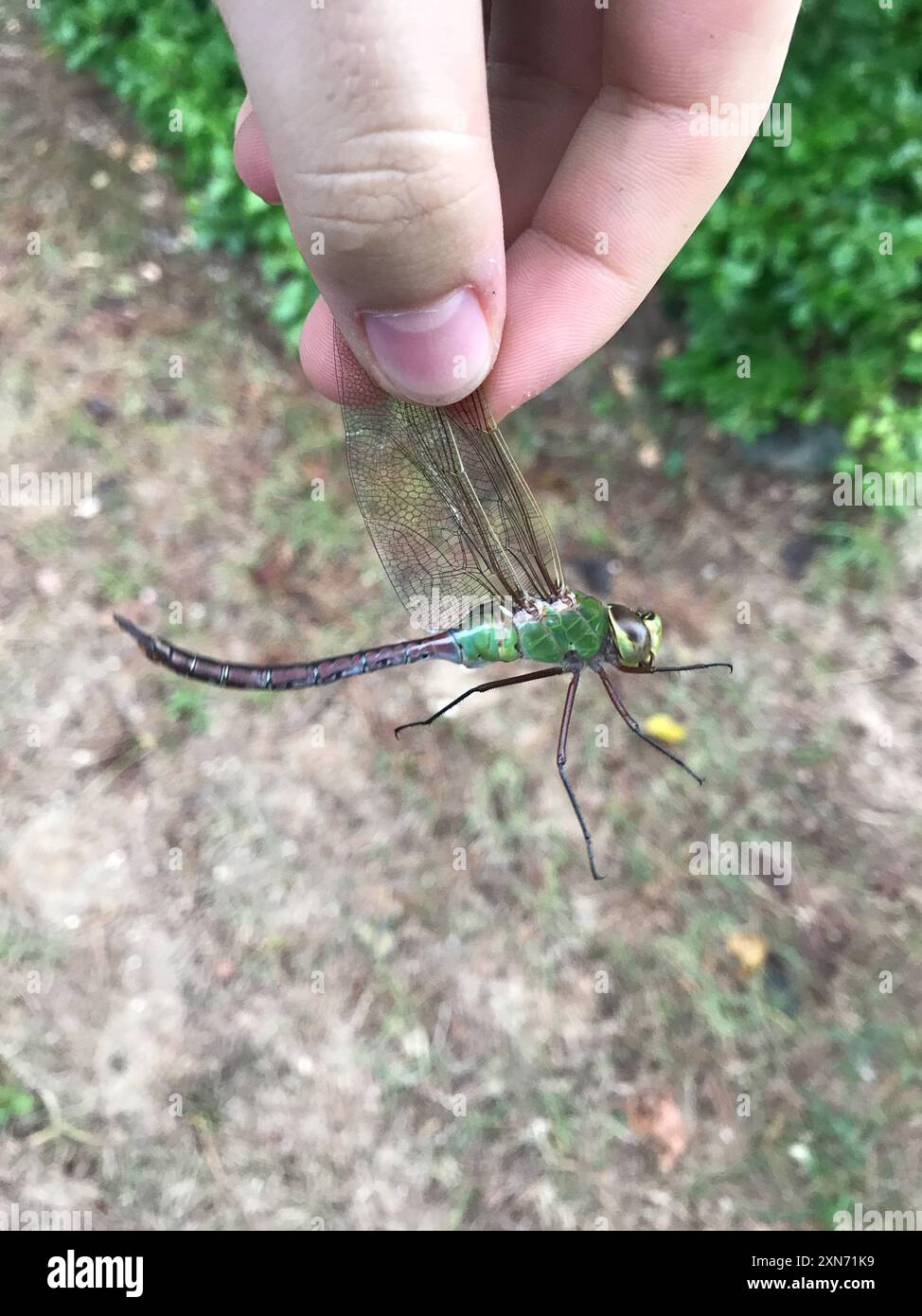 Common Green Darner (Anax junius) Insecta Stock Photo - Alamy