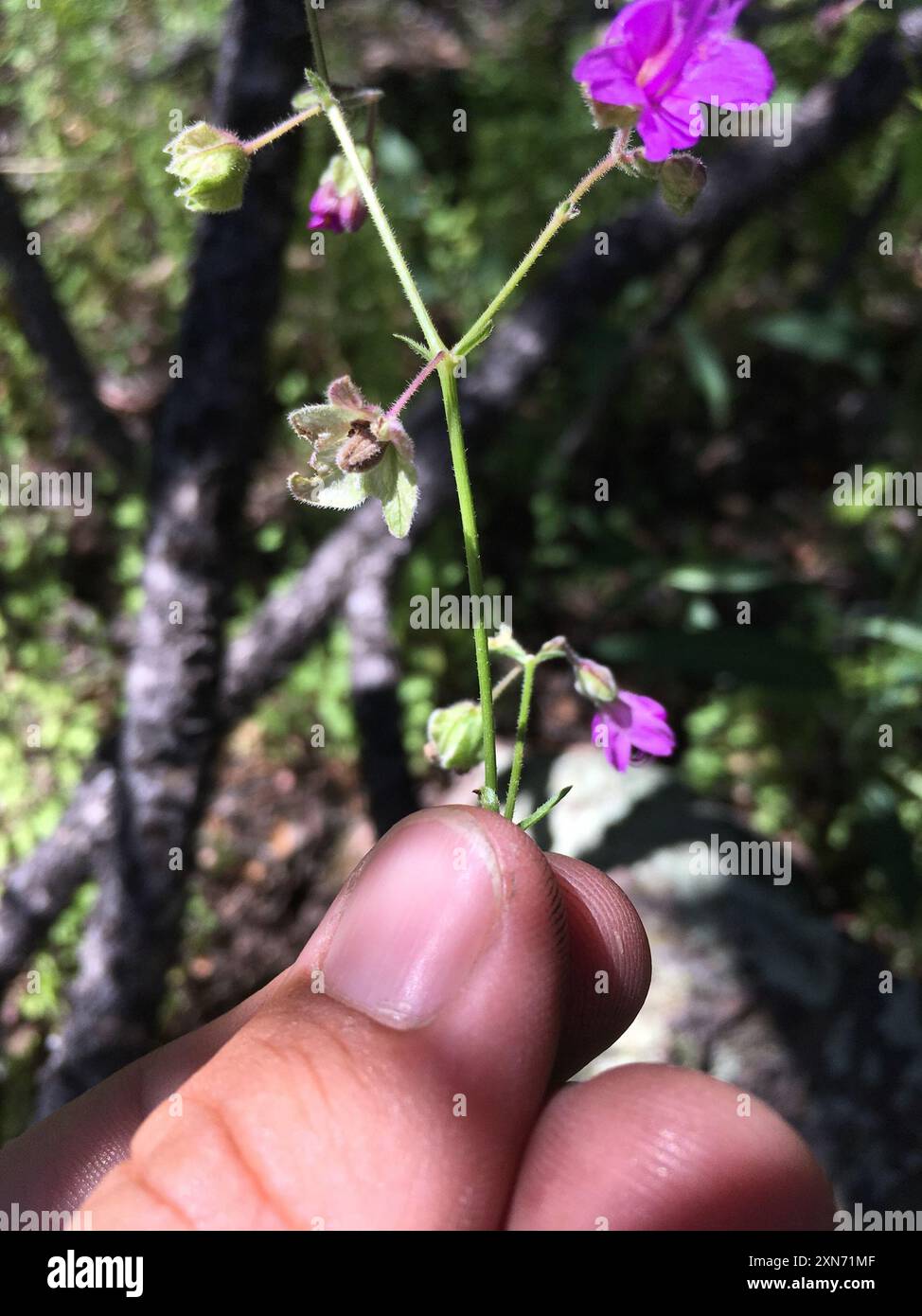 Narrowleaf Four o'Clock (Mirabilis linearis) Plantae Stock Photo - Alamy